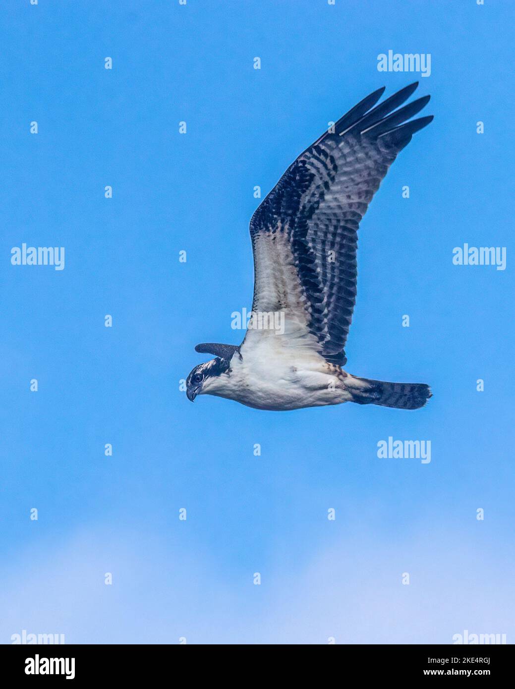 Osprey in Flight, hunting for fish in water below Stock Photo - Alamy