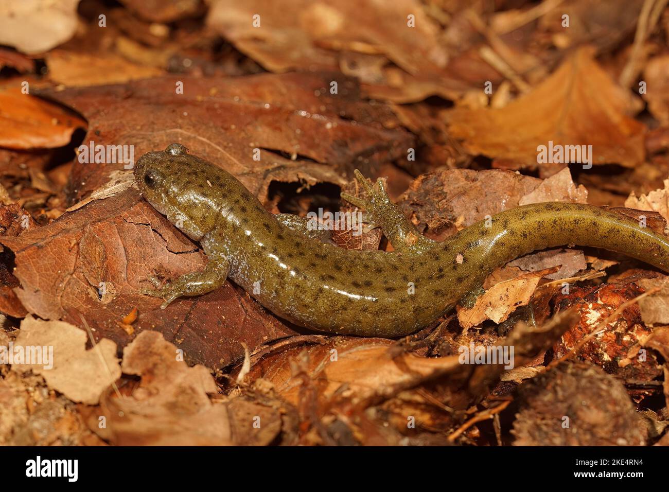 A closeup of a Japanese salamander (Hynobius dunni) on dried brown ...