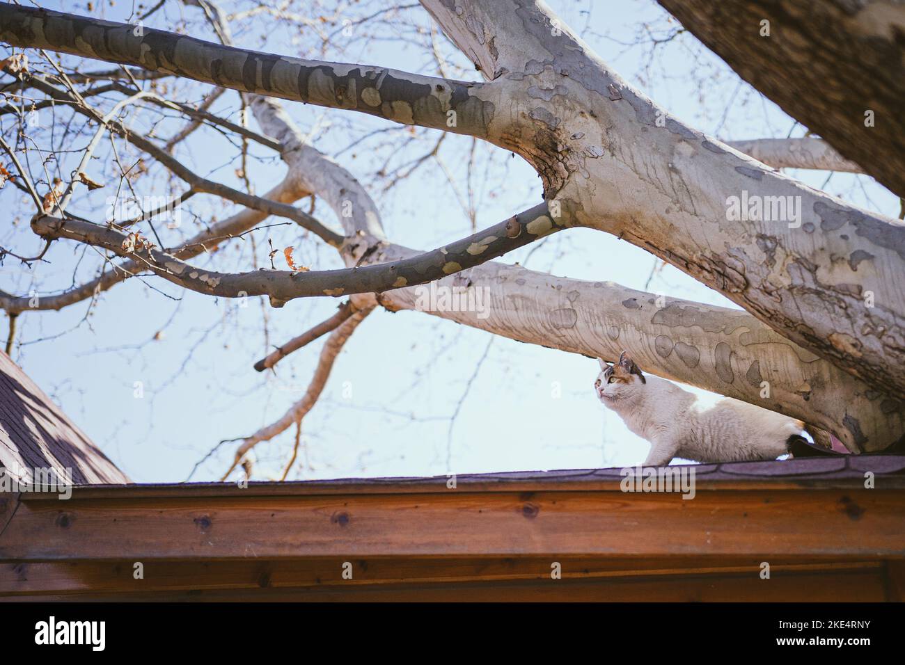 A side view of white chubby wildcat walking on the roof under the tree ...