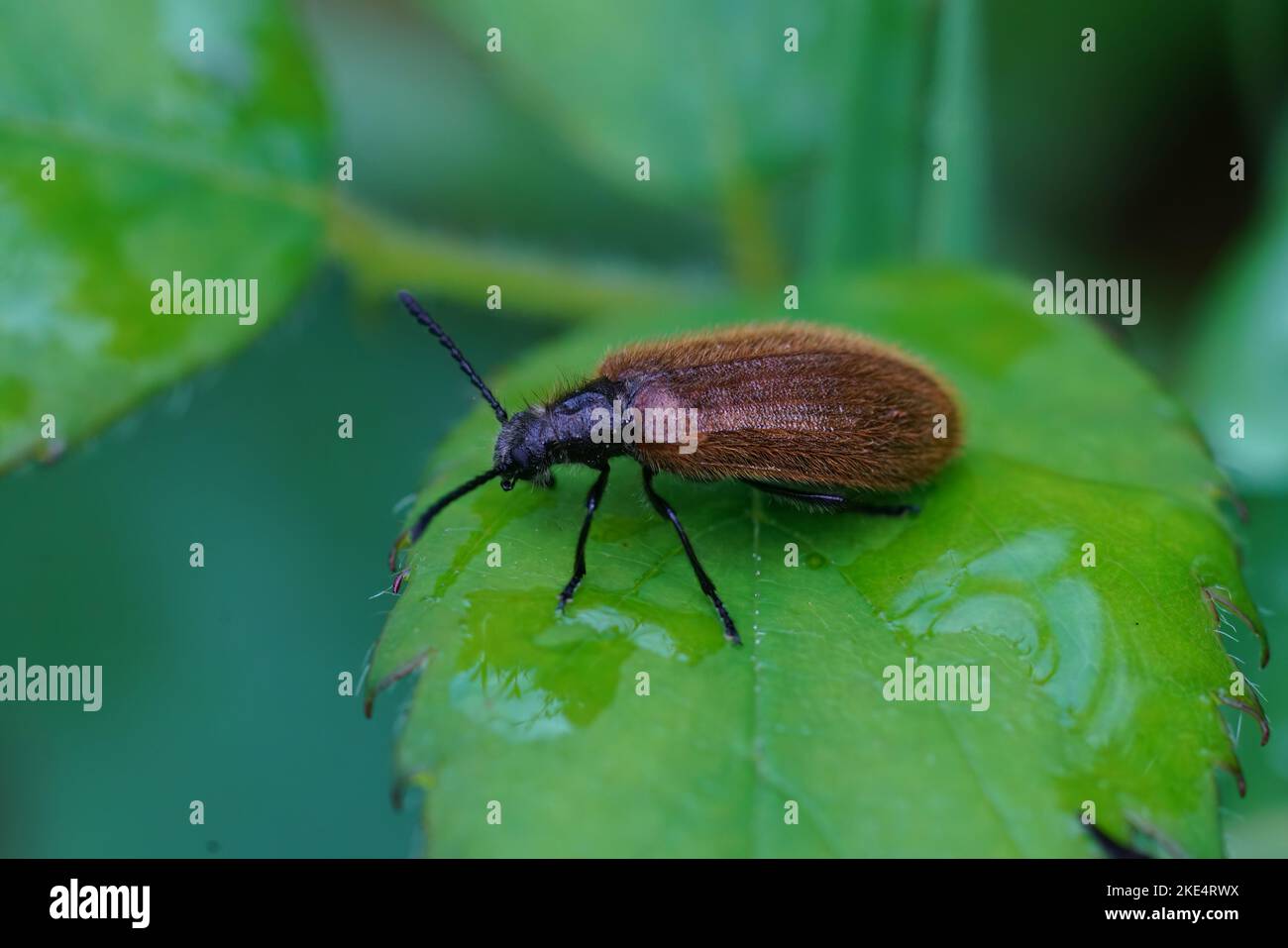A close up of a Lagria hirta beetle on a wet leaf and blurred ...