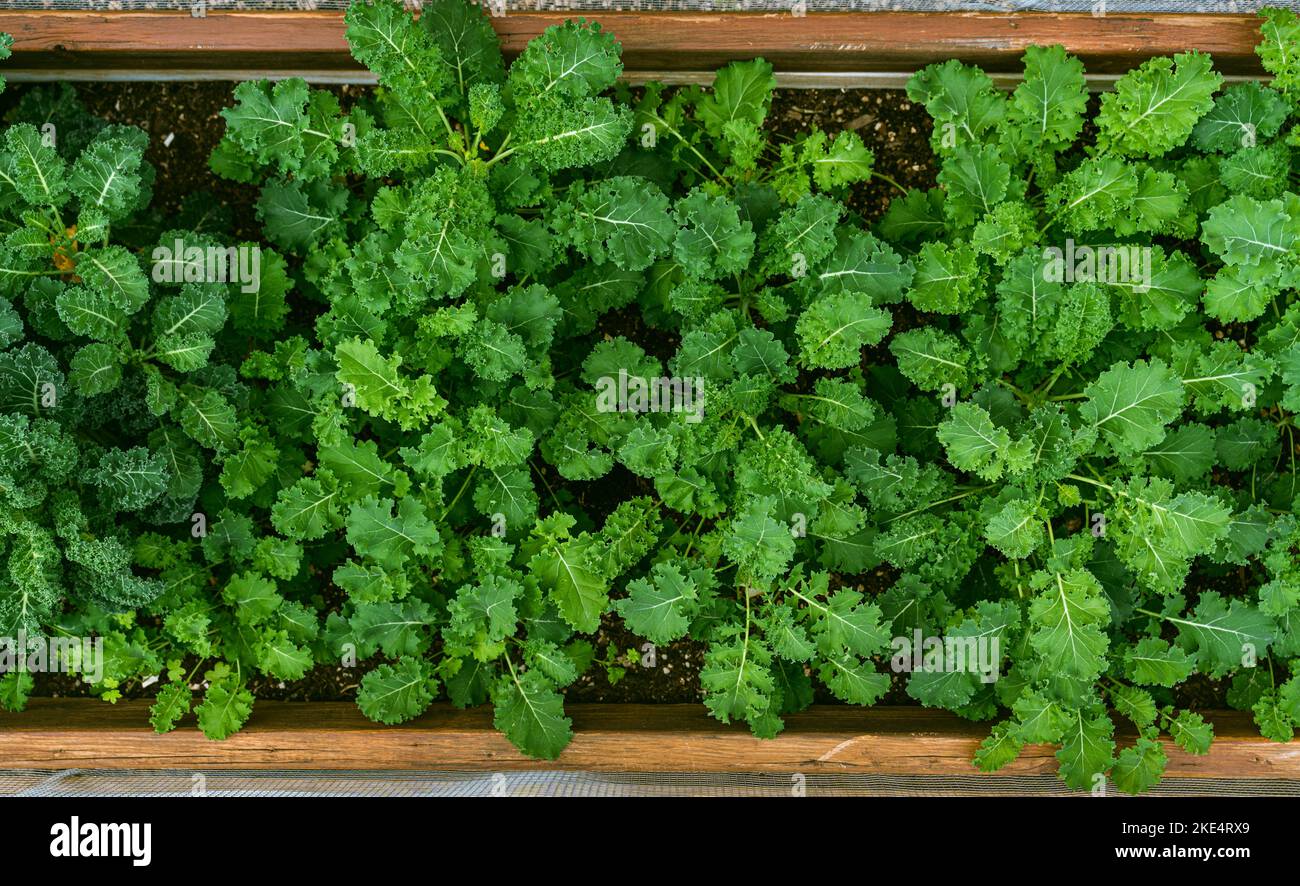 A top view of kale in a pot Stock Photo - Alamy