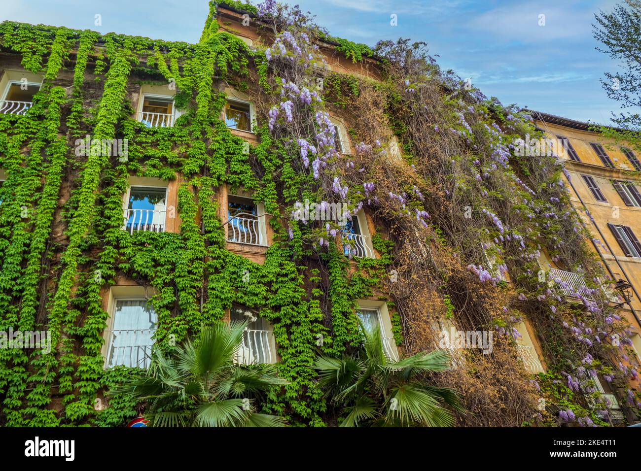 Beautiful house in Rome with wisteria and green climbing plants Stock ...