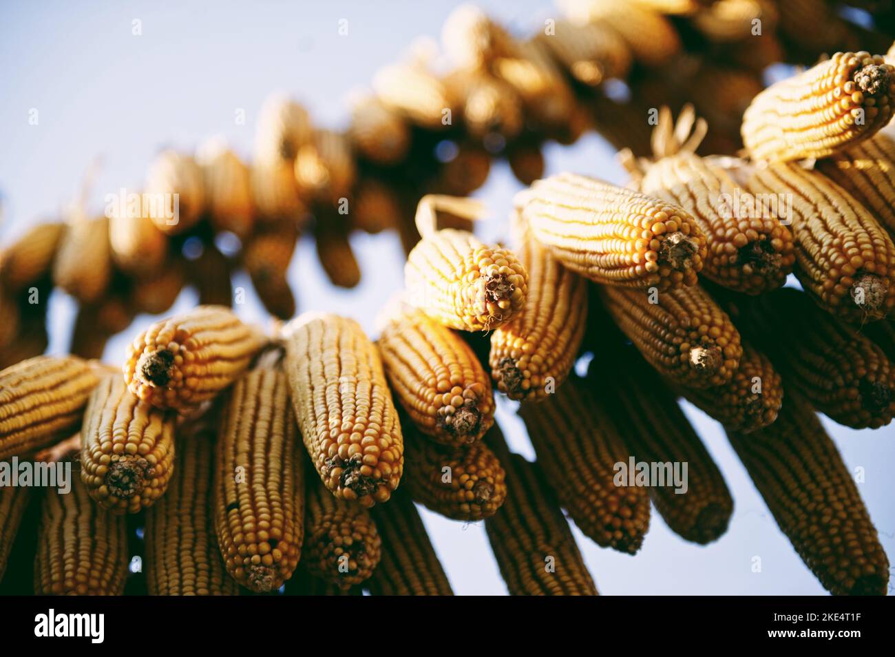 Corn rows angle hi-res stock photography and images - Alamy
