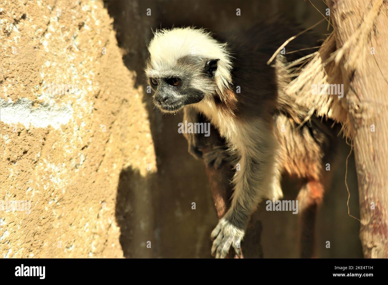 Haifa zoo israel animals hi-res stock photography and images - Alamy