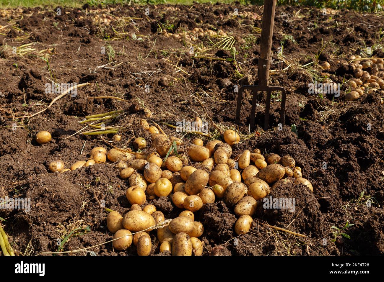 Pitchfork sticking out of the ground. Potato digging. Harvesting ...
