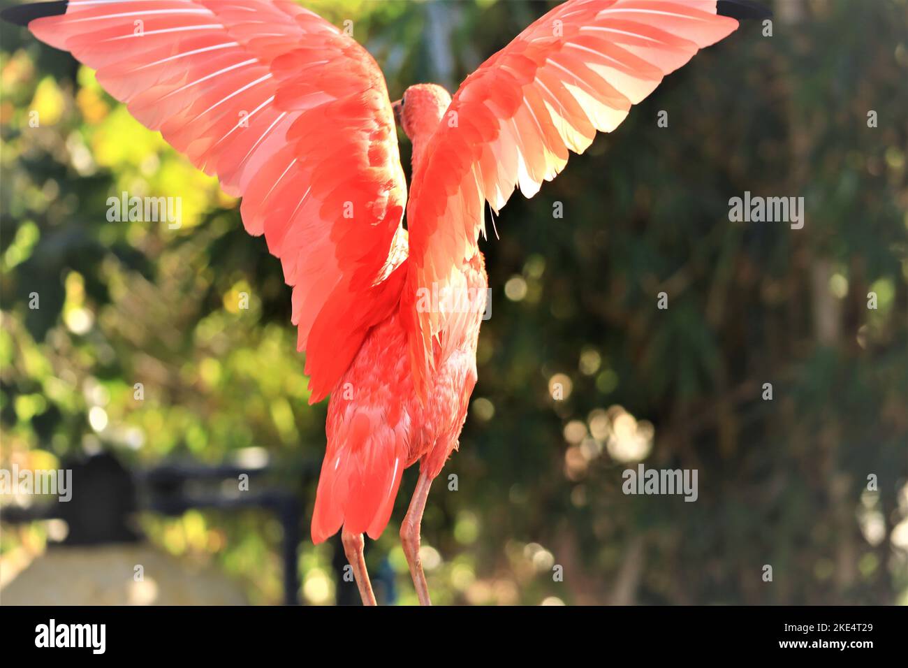 Haifa zoo israel animals hi-res stock photography and images - Alamy