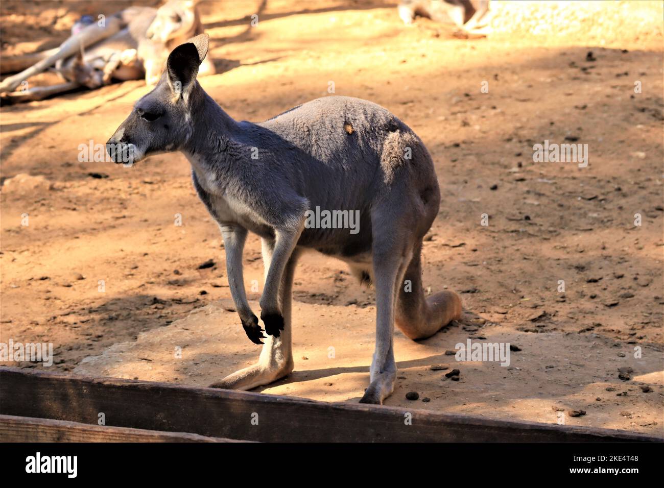 Haifa zoo israel animals hi-res stock photography and images - Alamy