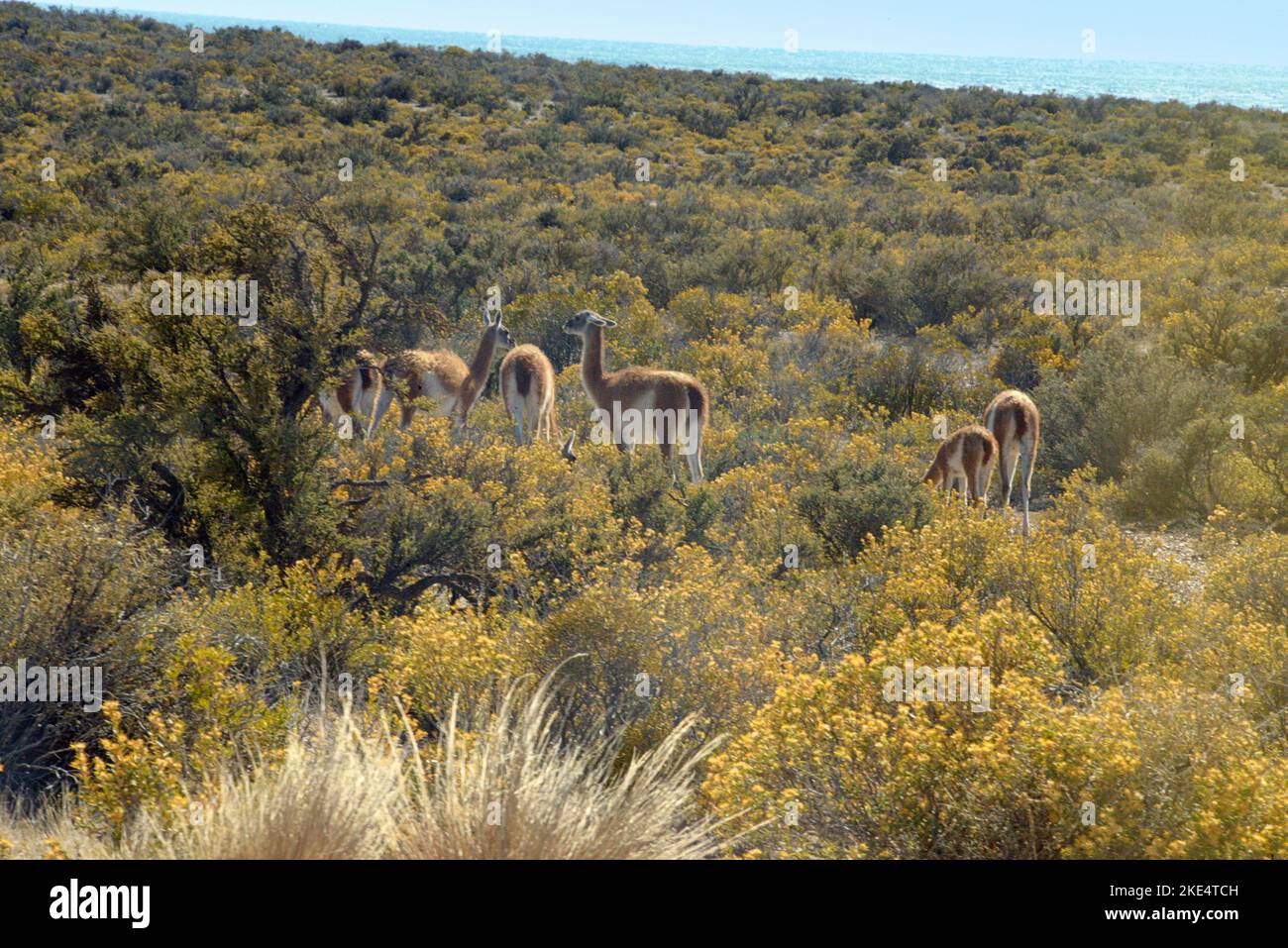 The guanaco is a widespread camelid in South America, including ...