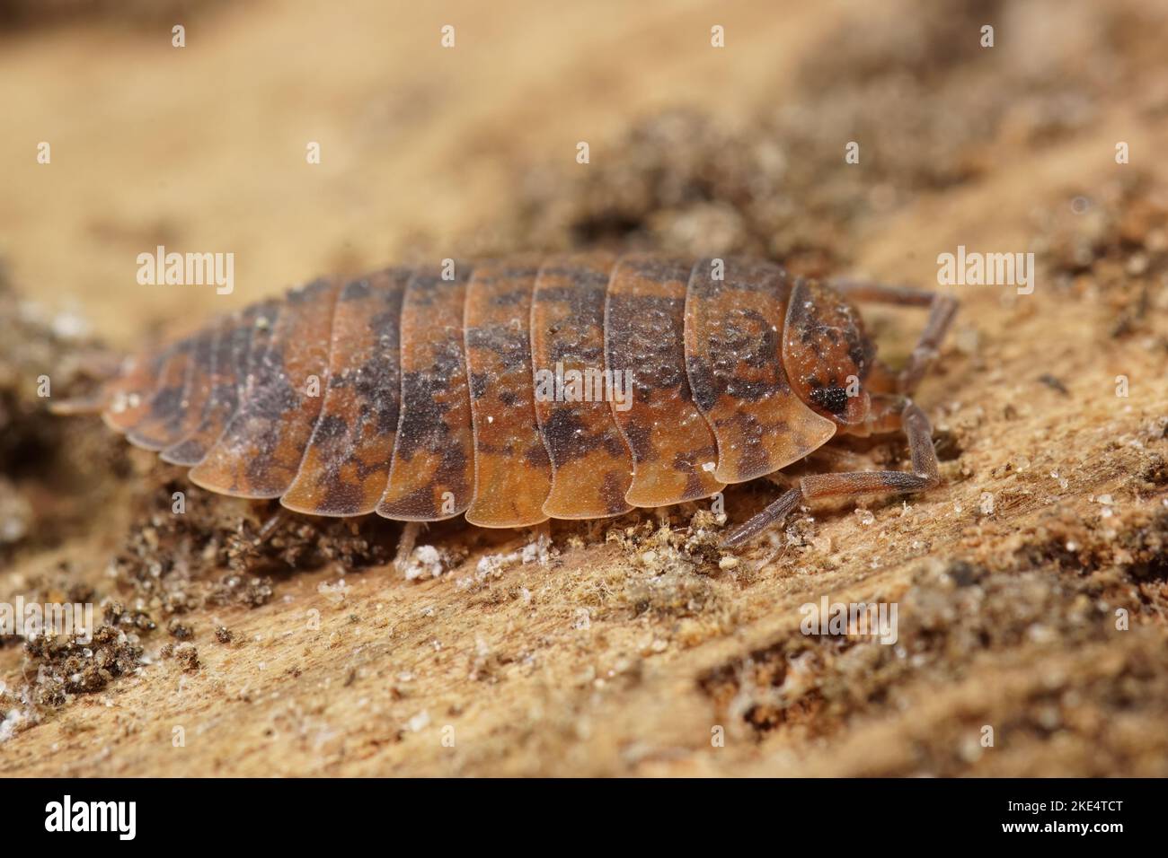 A closeup of a common rough woodlouse (Porcellio scaber) with an orange ...