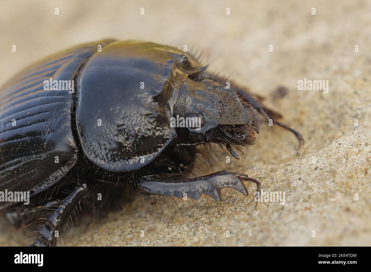 A closeup of a minotaur beetle (Typhaeus typhoeus Stock Photo - Alamy