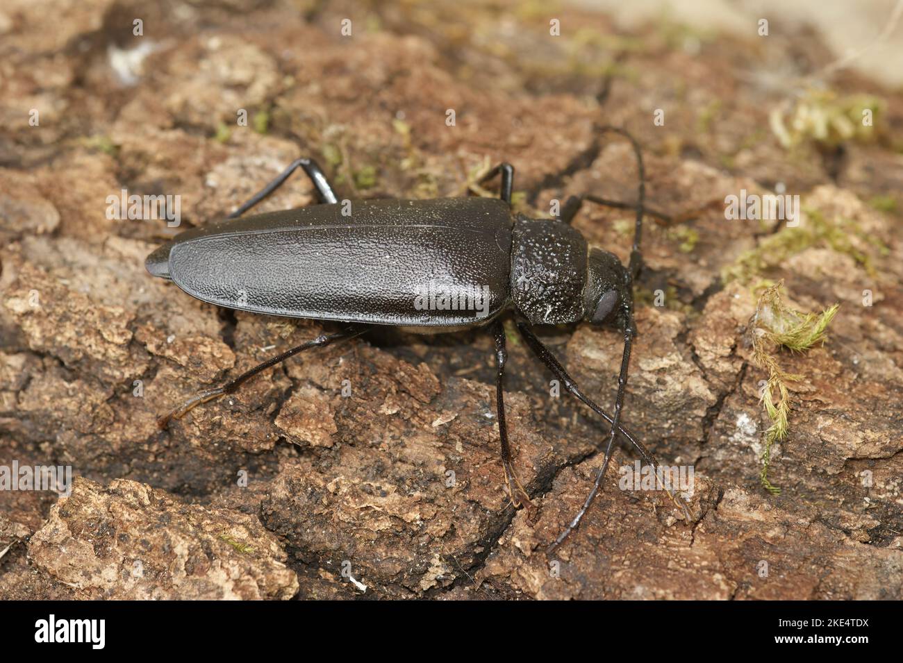 Ergates faber hi-res stock photography and images - Alamy