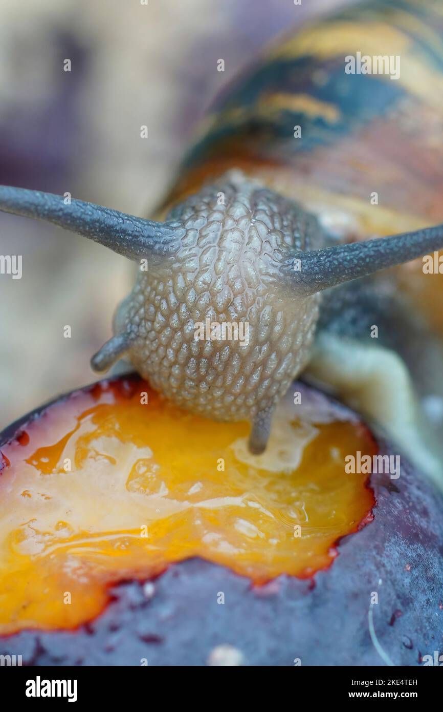 A closeup of a garden snail (Cornu aspersum) eating rotten fruit Stock ...