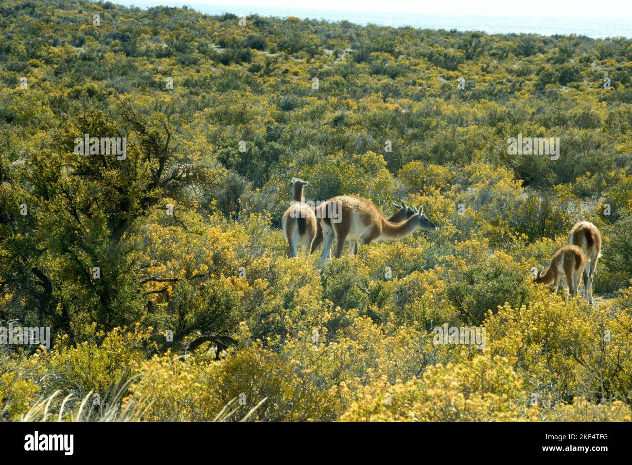 The guanaco is a widespread camelid in South America, including ...