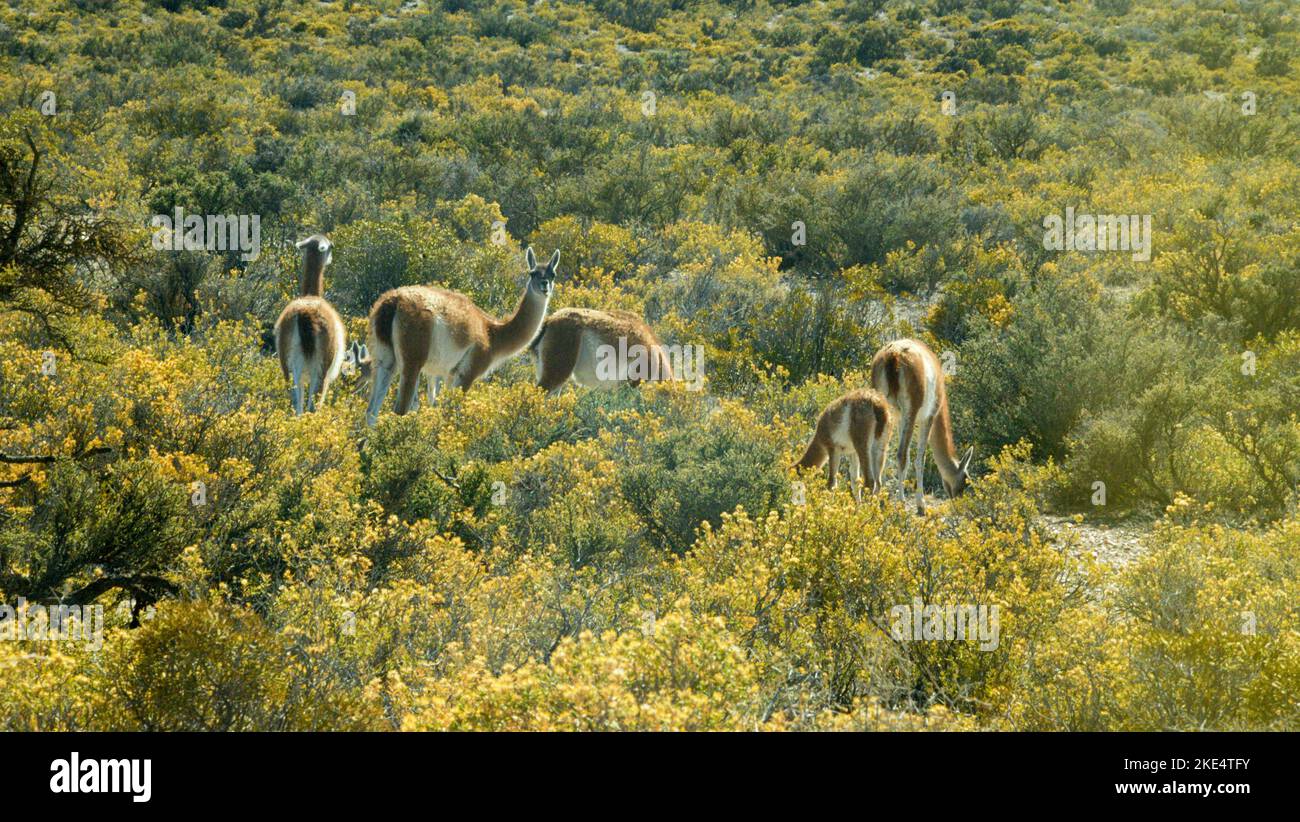 The guanaco is a widespread camelid in South America, including ...