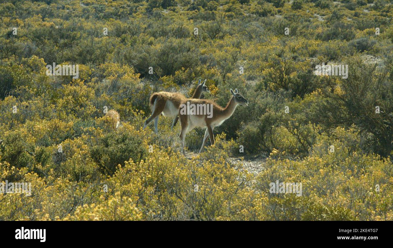 The guanaco is a widespread camelid in South America, including ...