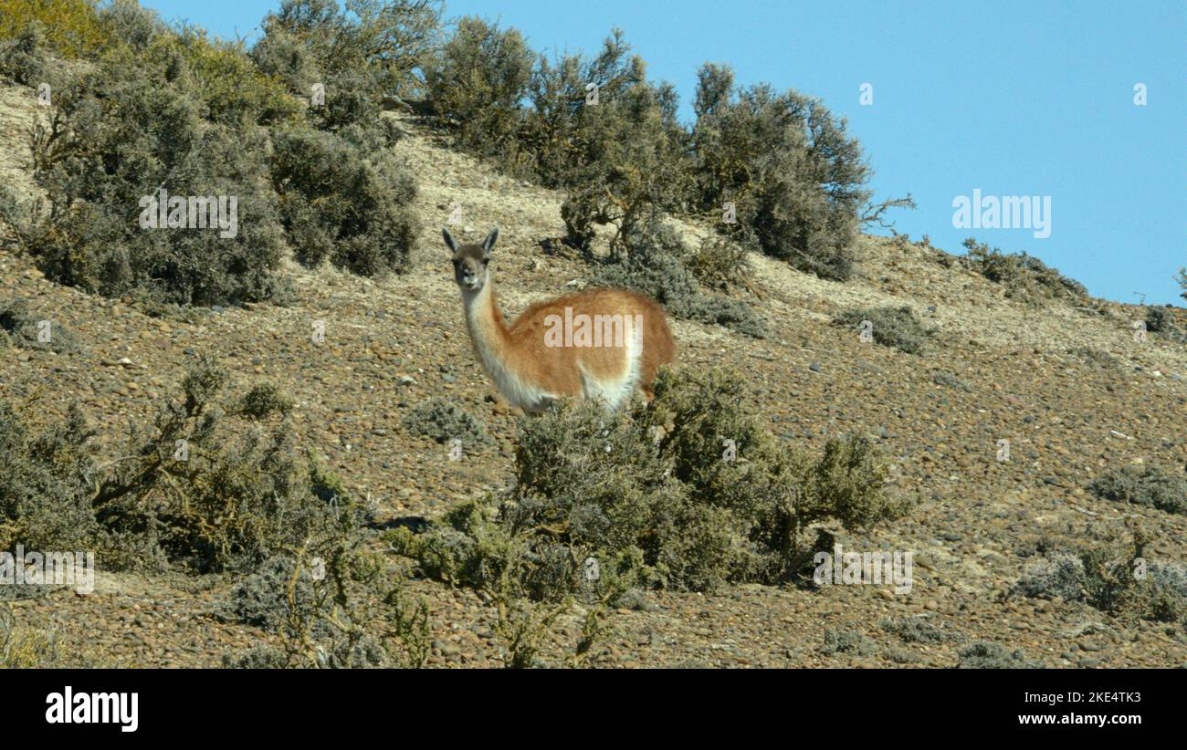 The guanaco is a widespread camelid in South America, including ...
