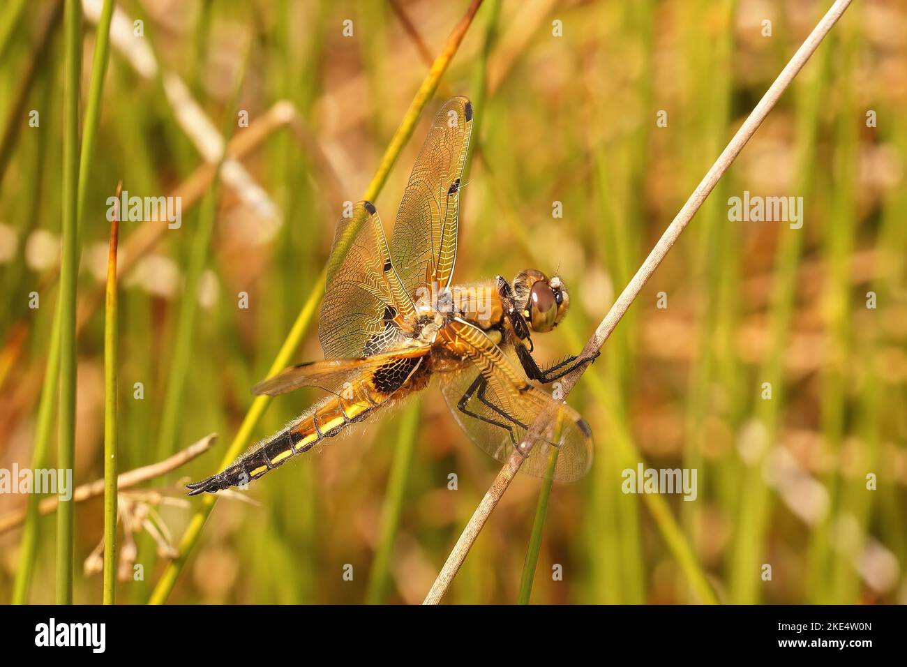 A selective focus of the dragonfly standing on a green grass Stock ...