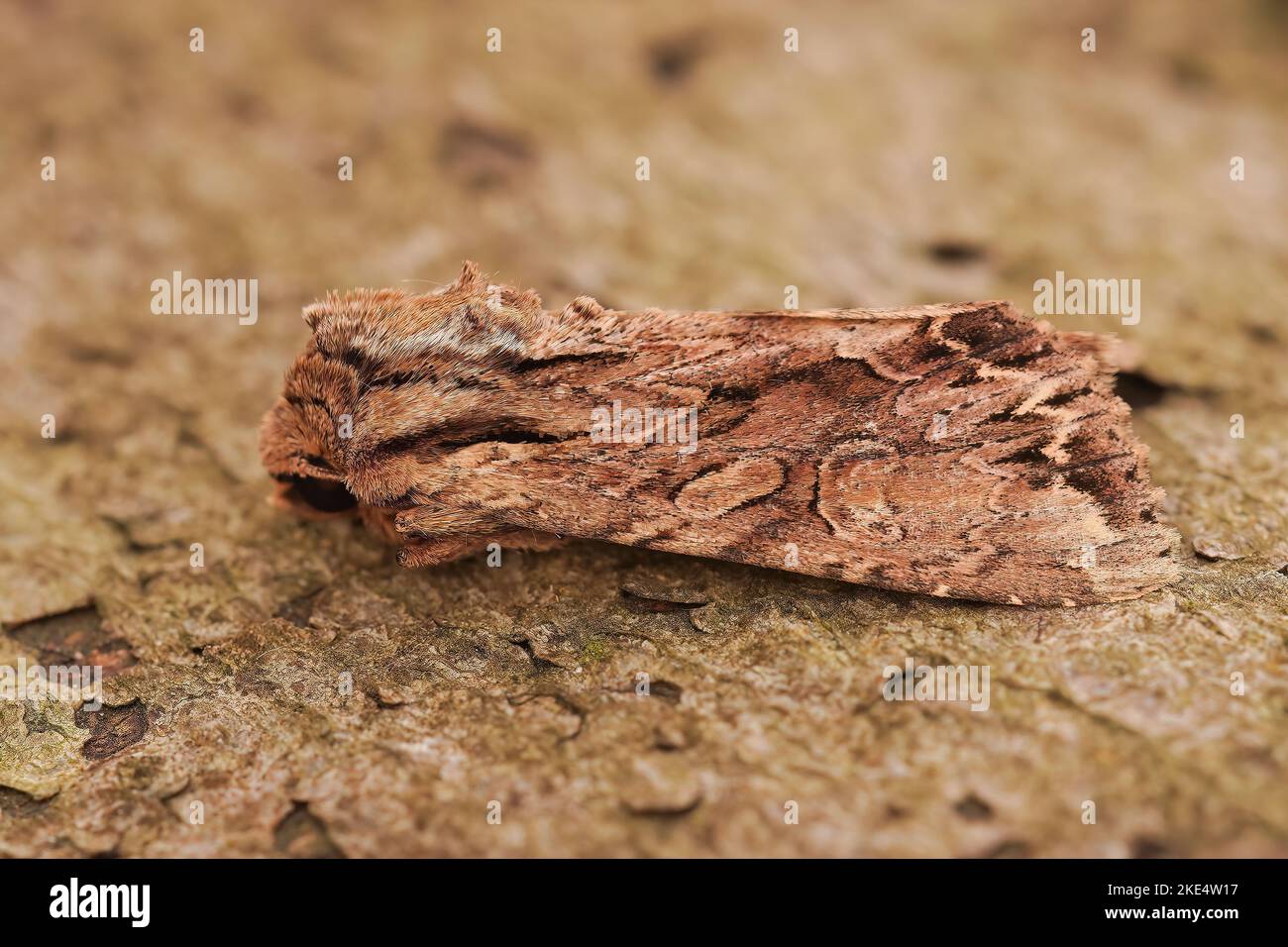 A closeup of the dark arches moth in the shades of brown lying on the ...
