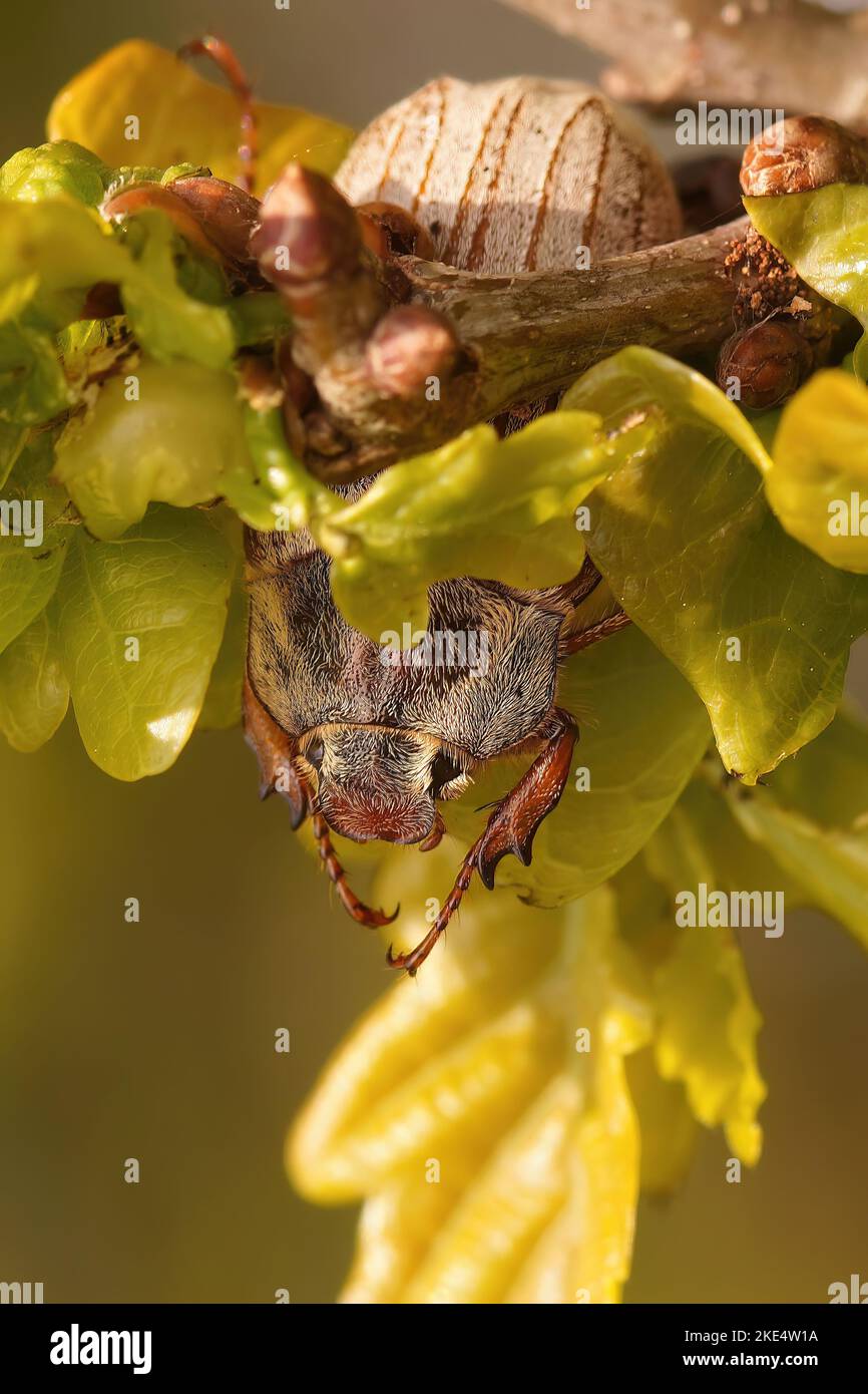 A vertical closeup shot of the may bug standing on a tree branch with ...