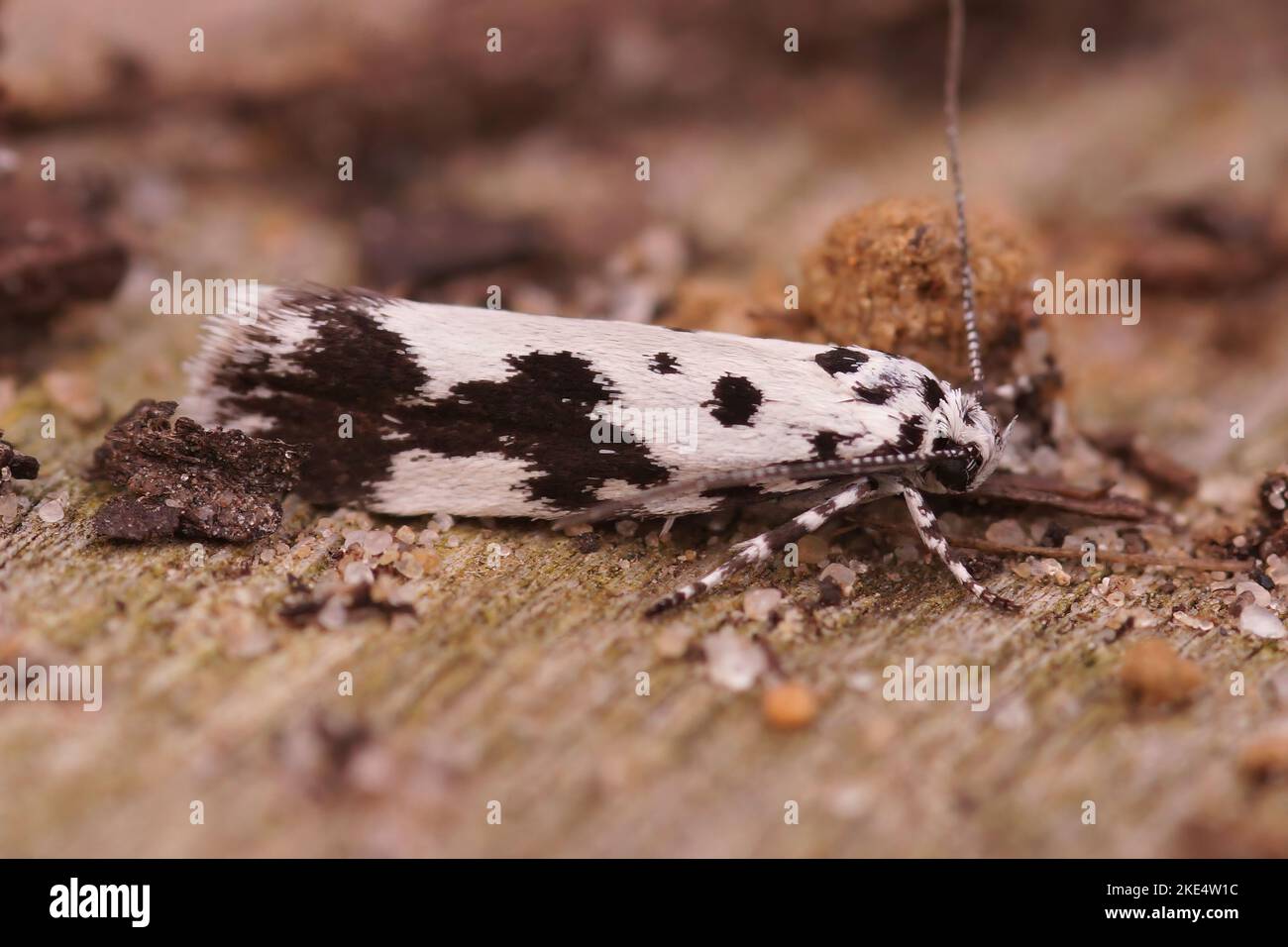 A closeup of the black and white moth standing turned on the ground ...