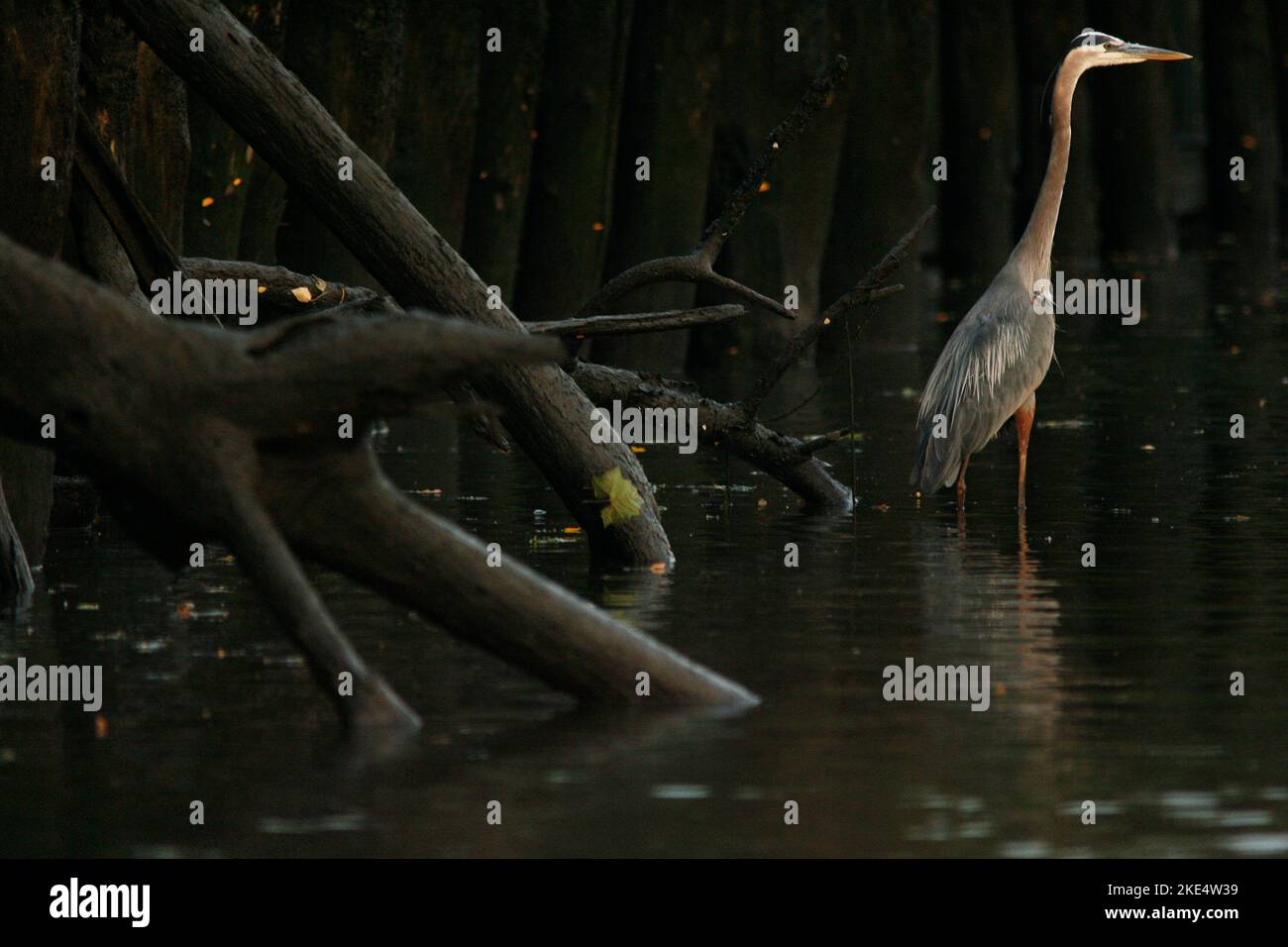 Cohansey river hi-res stock photography and images - Alamy