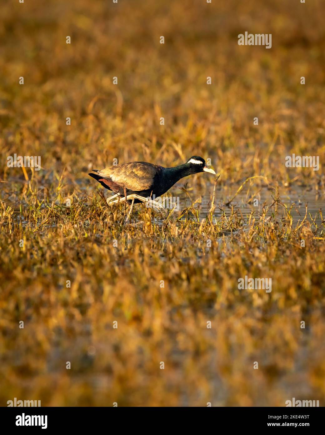 Bronze winged jacana or Metopidius indicus portrait in wetland of ...