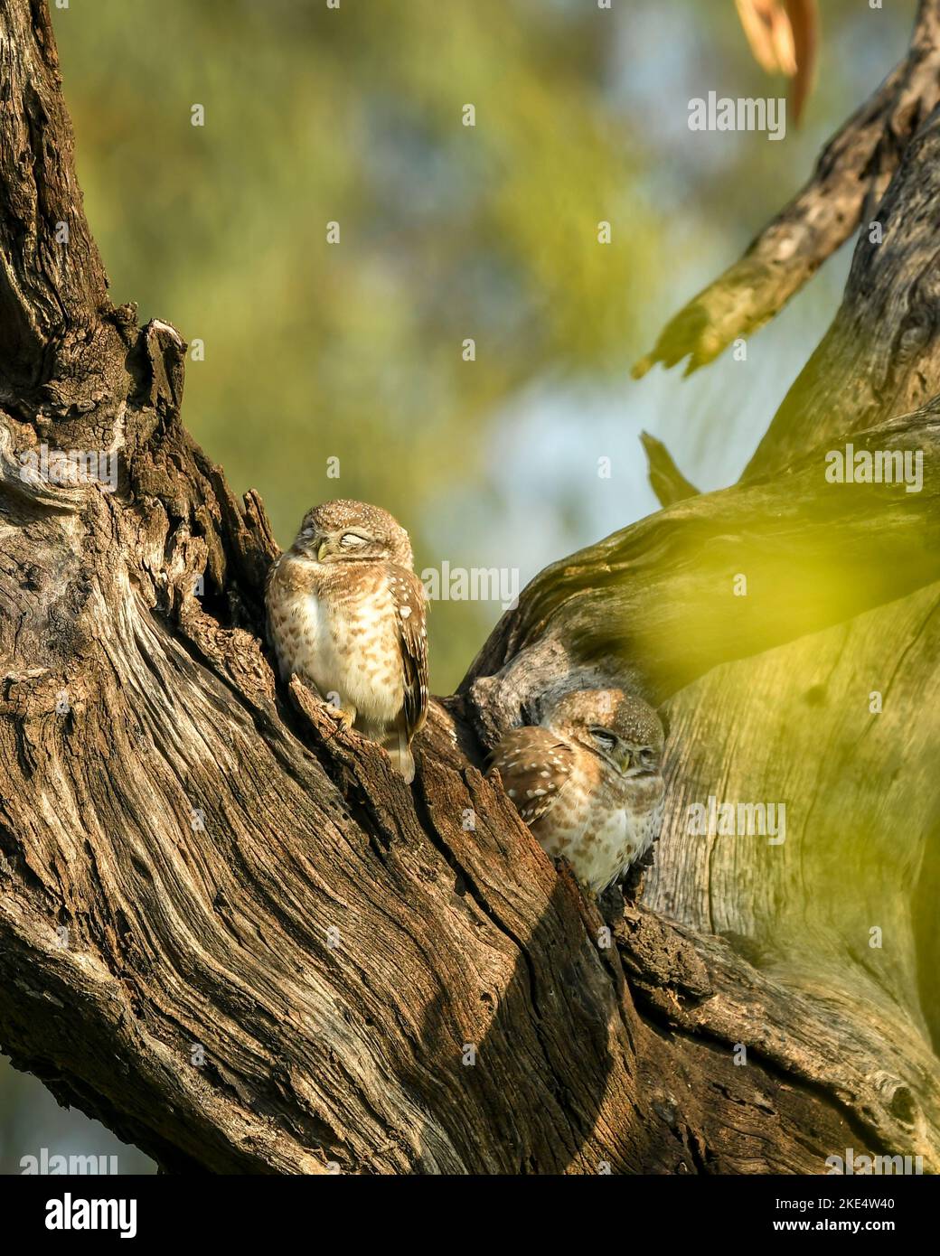 Spotted owlet athene brama family hi-res stock photography and images ...