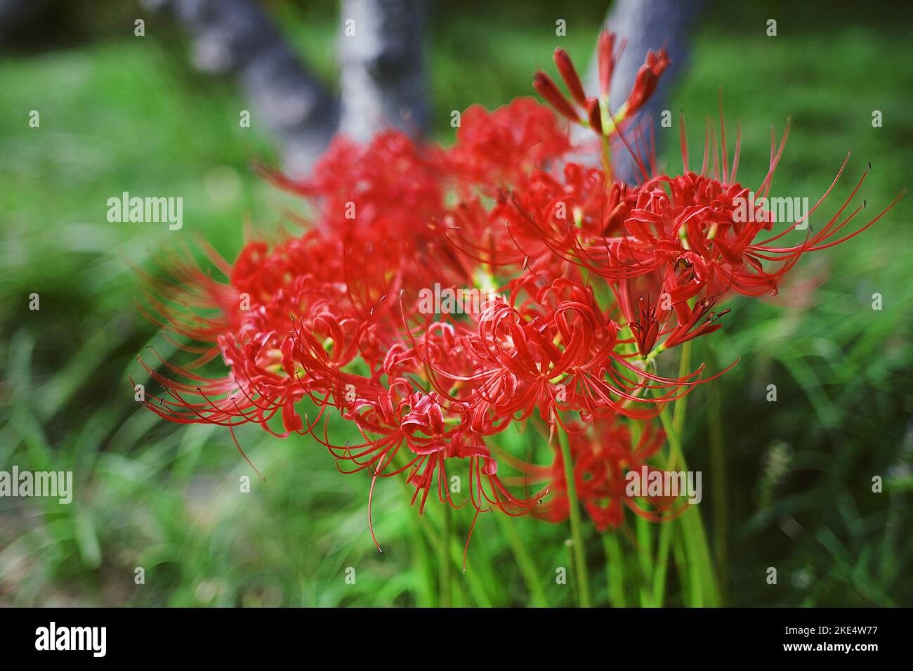The delicate red spider lilies (Lycoris radiata) in a garden on the ...