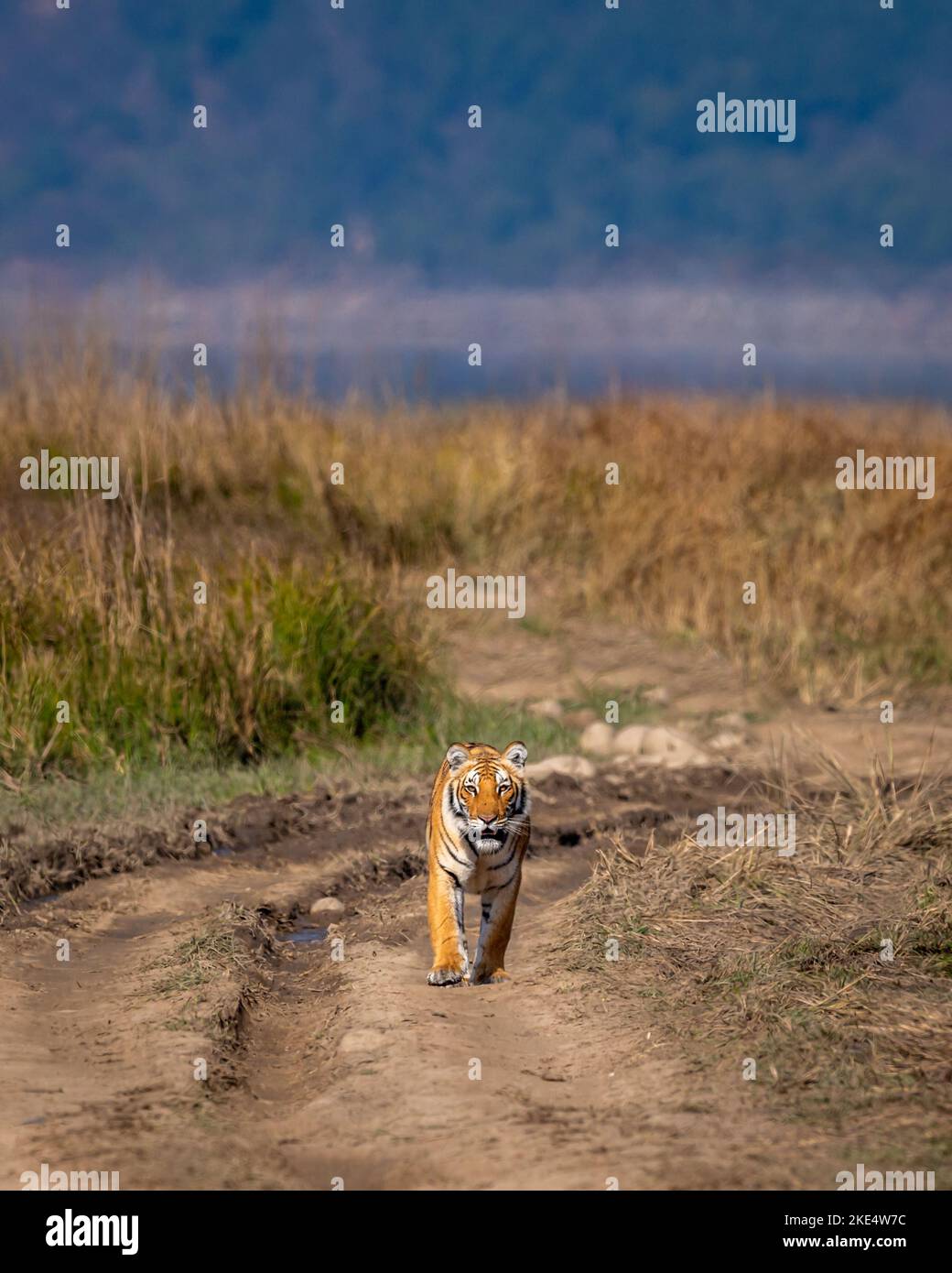 indian wild female tiger or tigress on prowl walking head on forest ...