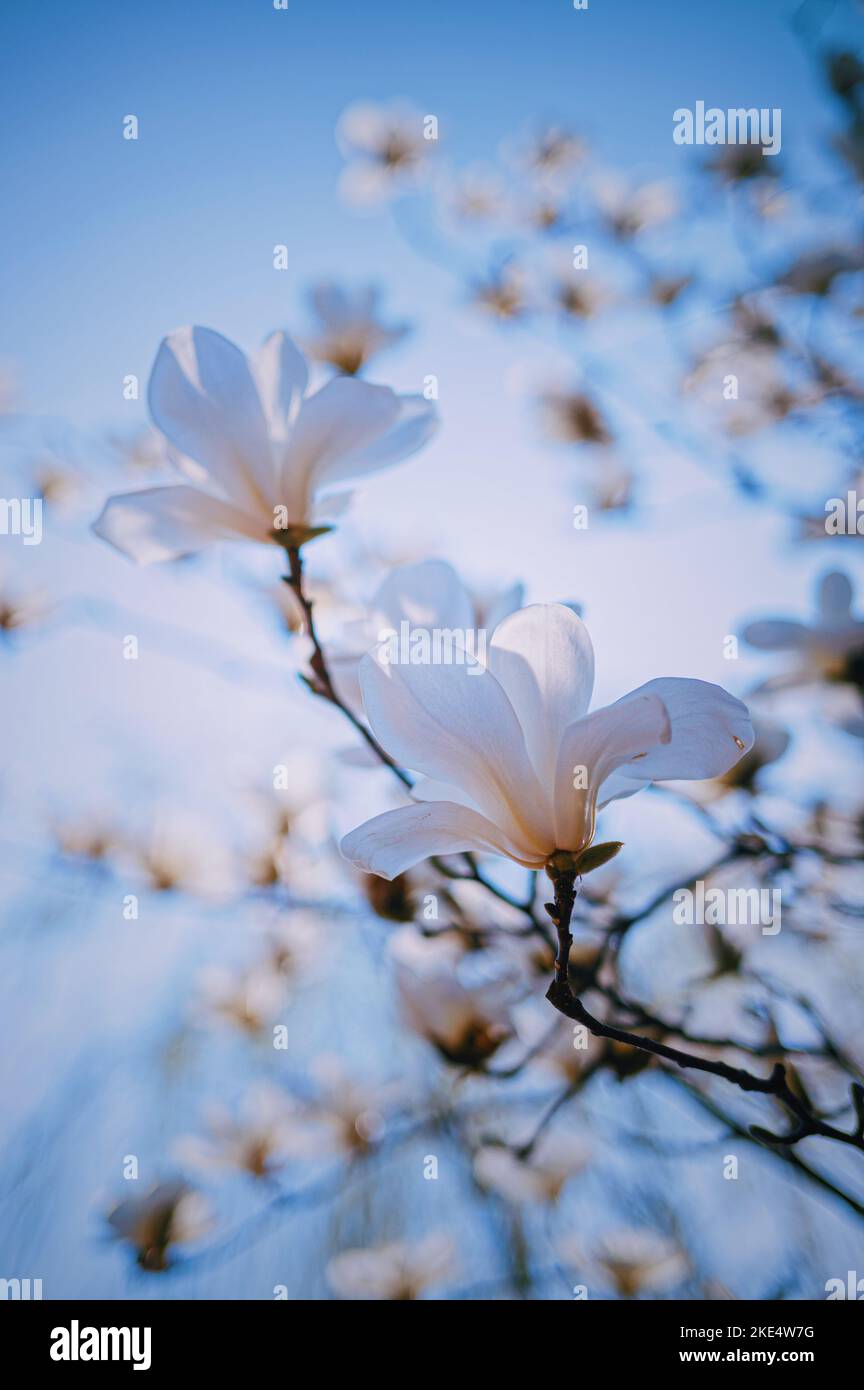 A vertical shot of delicate white anise magnolia flowers (Magnolia ...