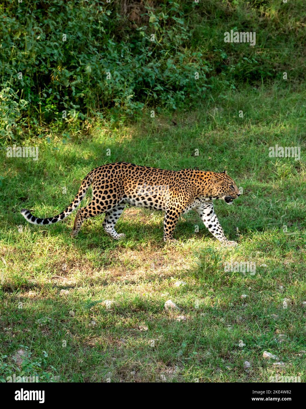 Indian wild male leopard or panther or panthera pardus fusca side ...