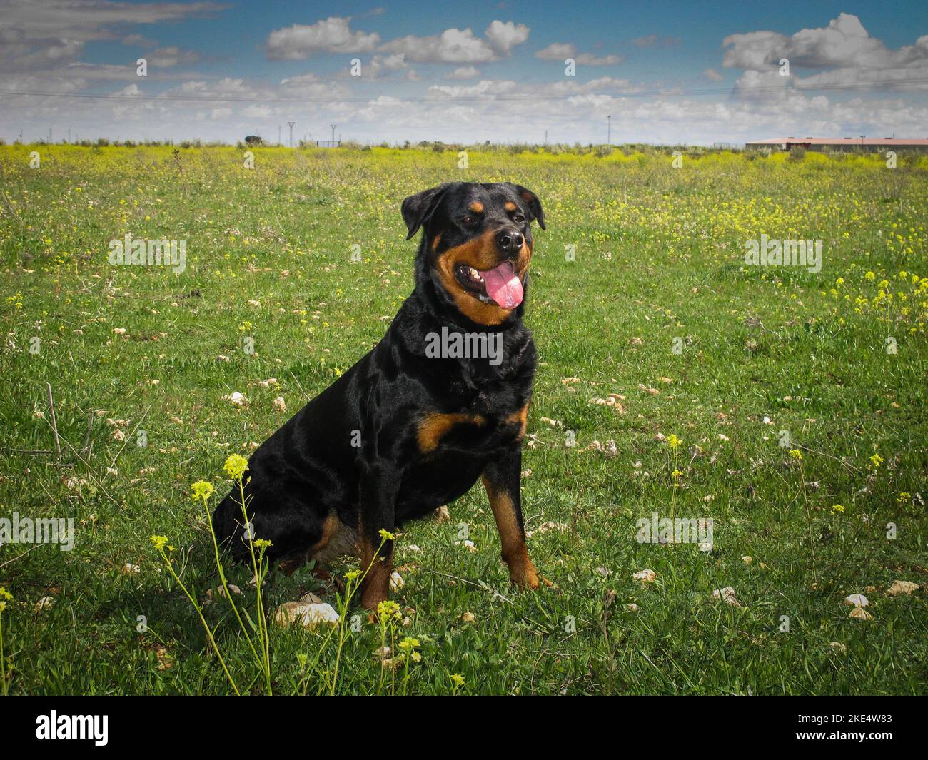 Are There Rottweilers In South Africa