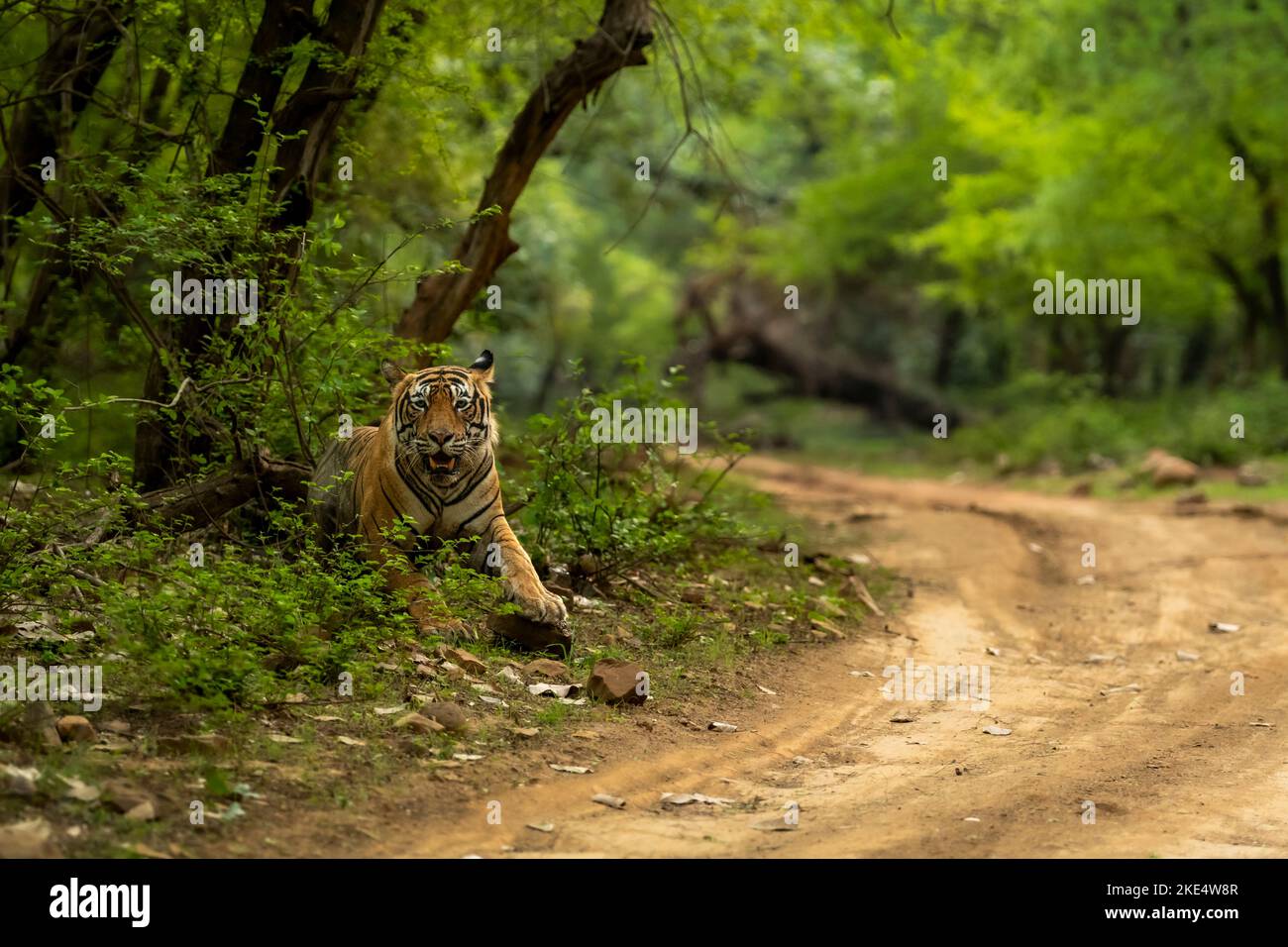 Tiger charging hunter hi-res stock photography and images - Alamy