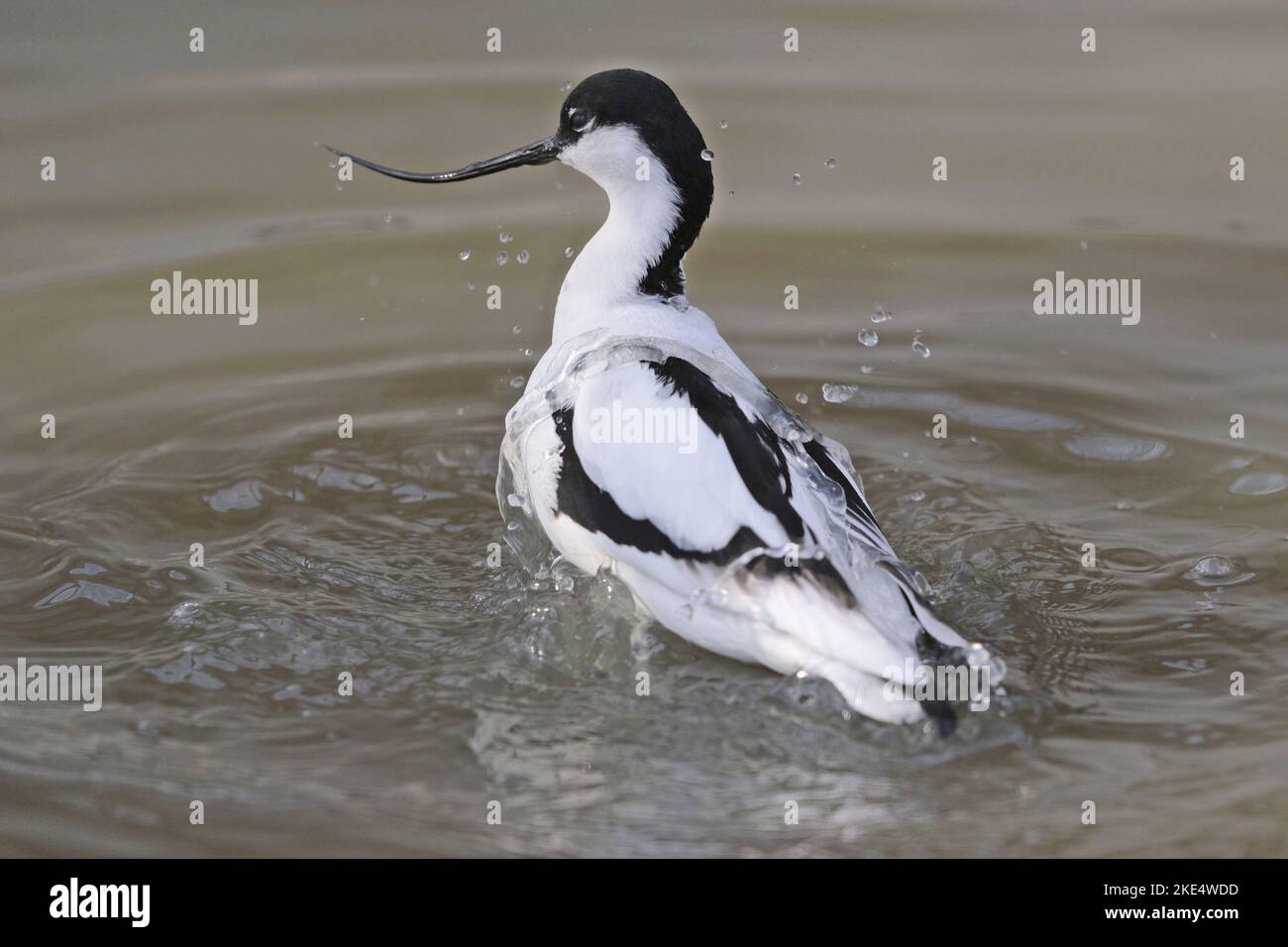 Avocet recurvirostra avosetta stands hi-res stock photography and ...