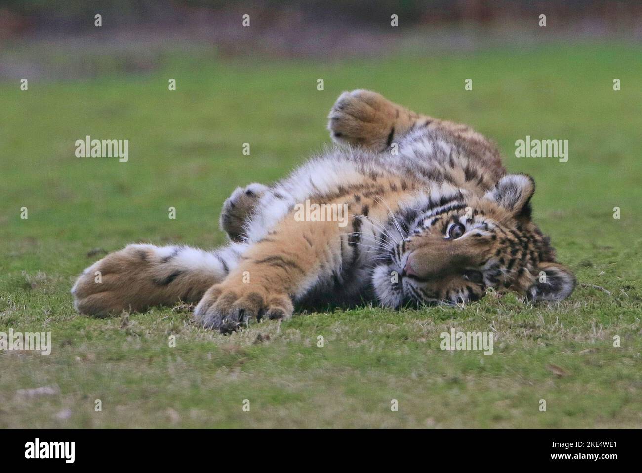 young Siberian Tiger Stock Photo - Alamy