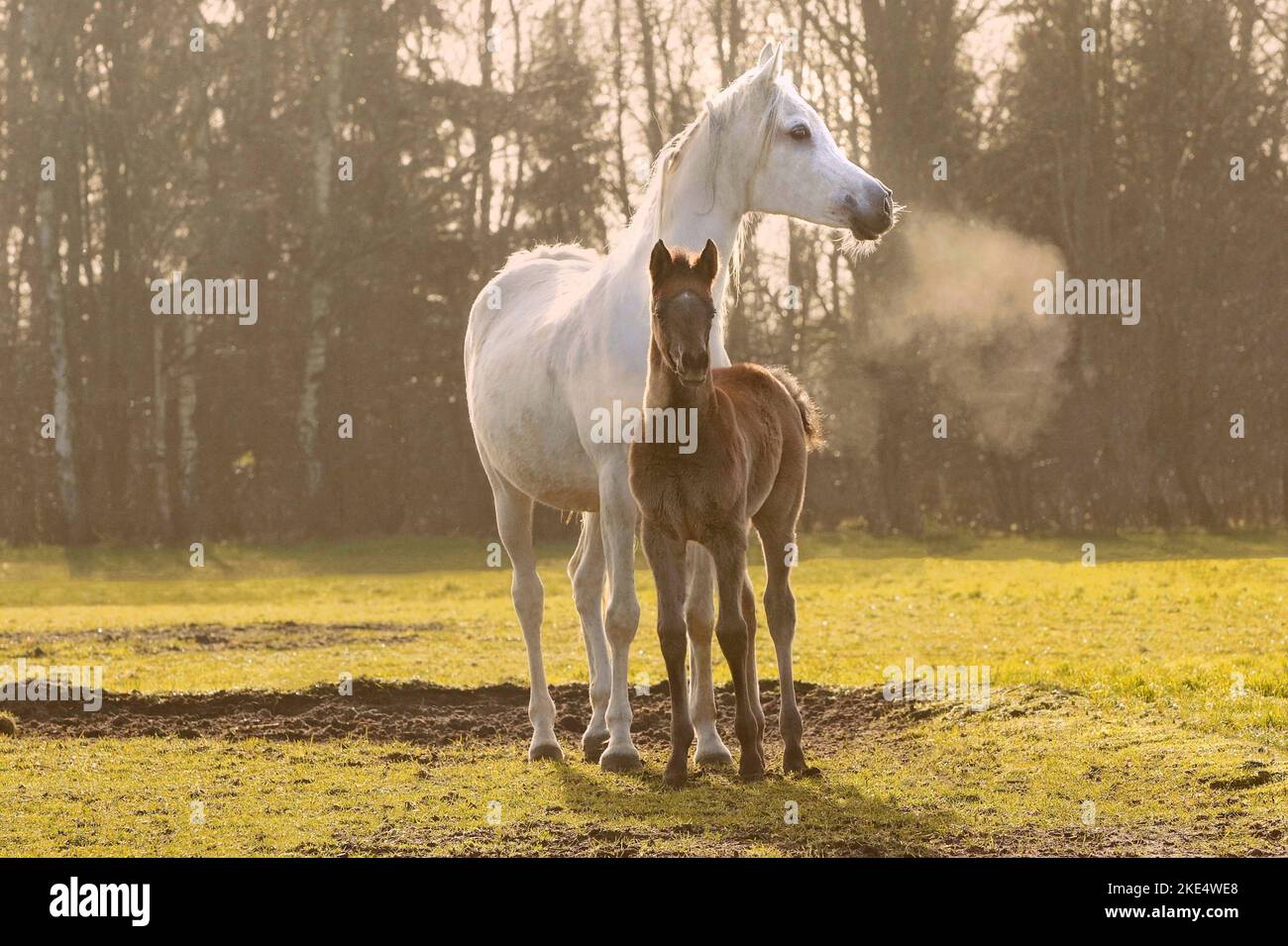 Arabian horse two young hi-res stock photography and images - Alamy