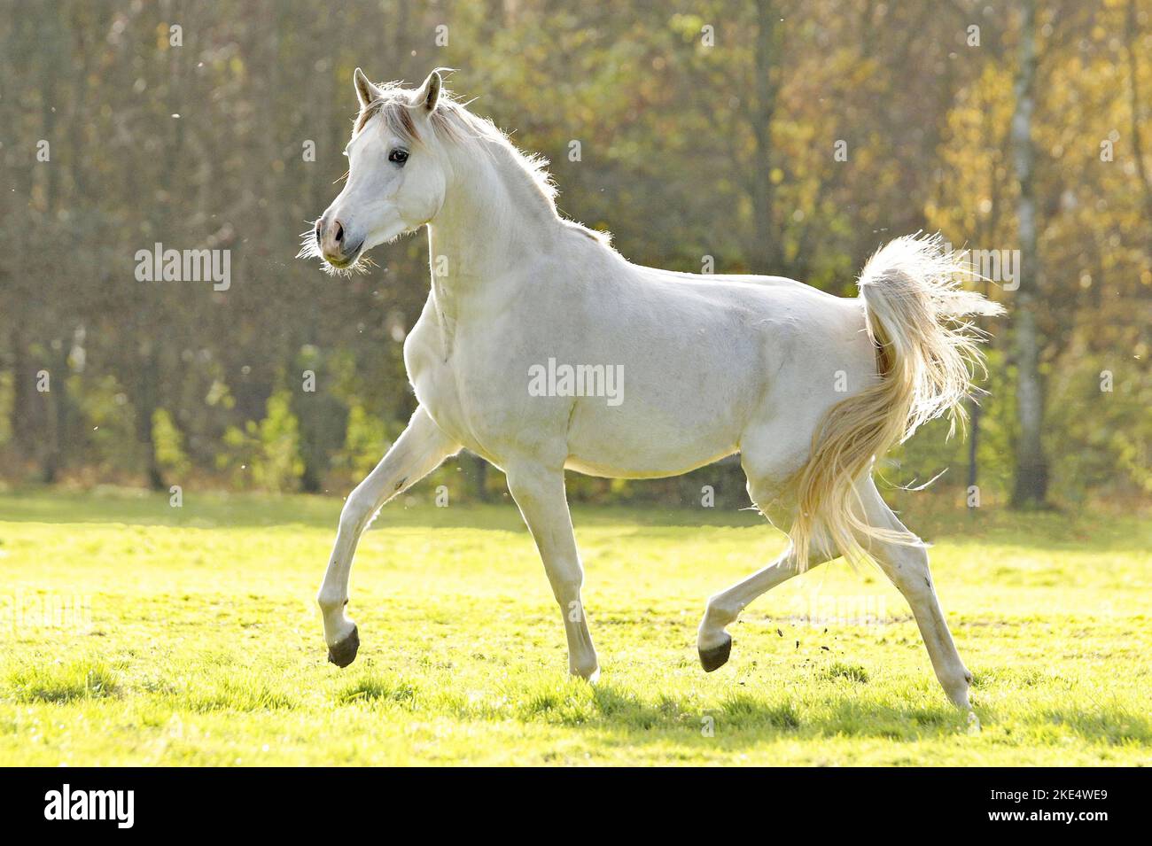 Horse swishing tail hi-res stock photography and images - Alamy