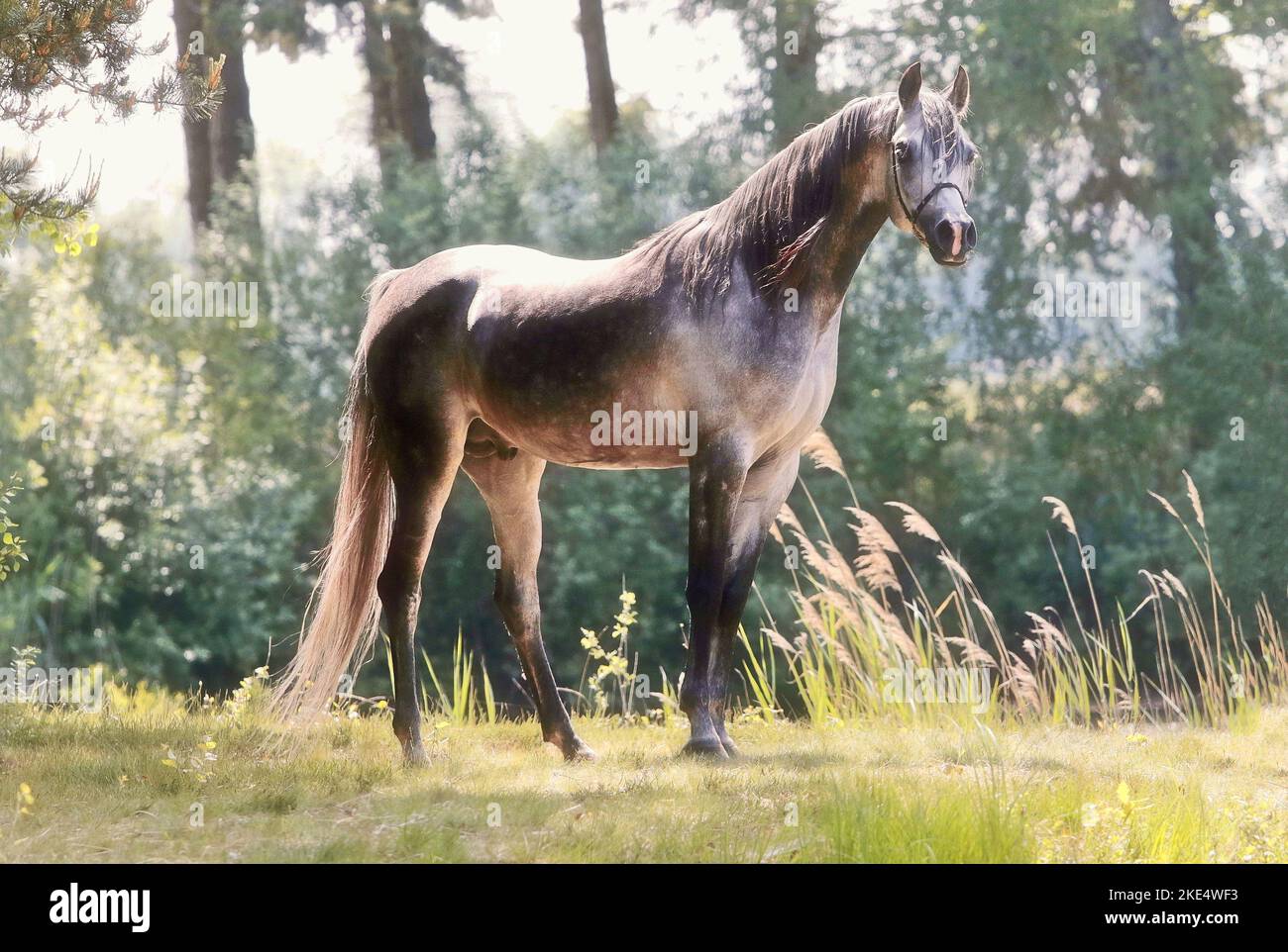 standing arabian horse Stock Photo - Alamy
