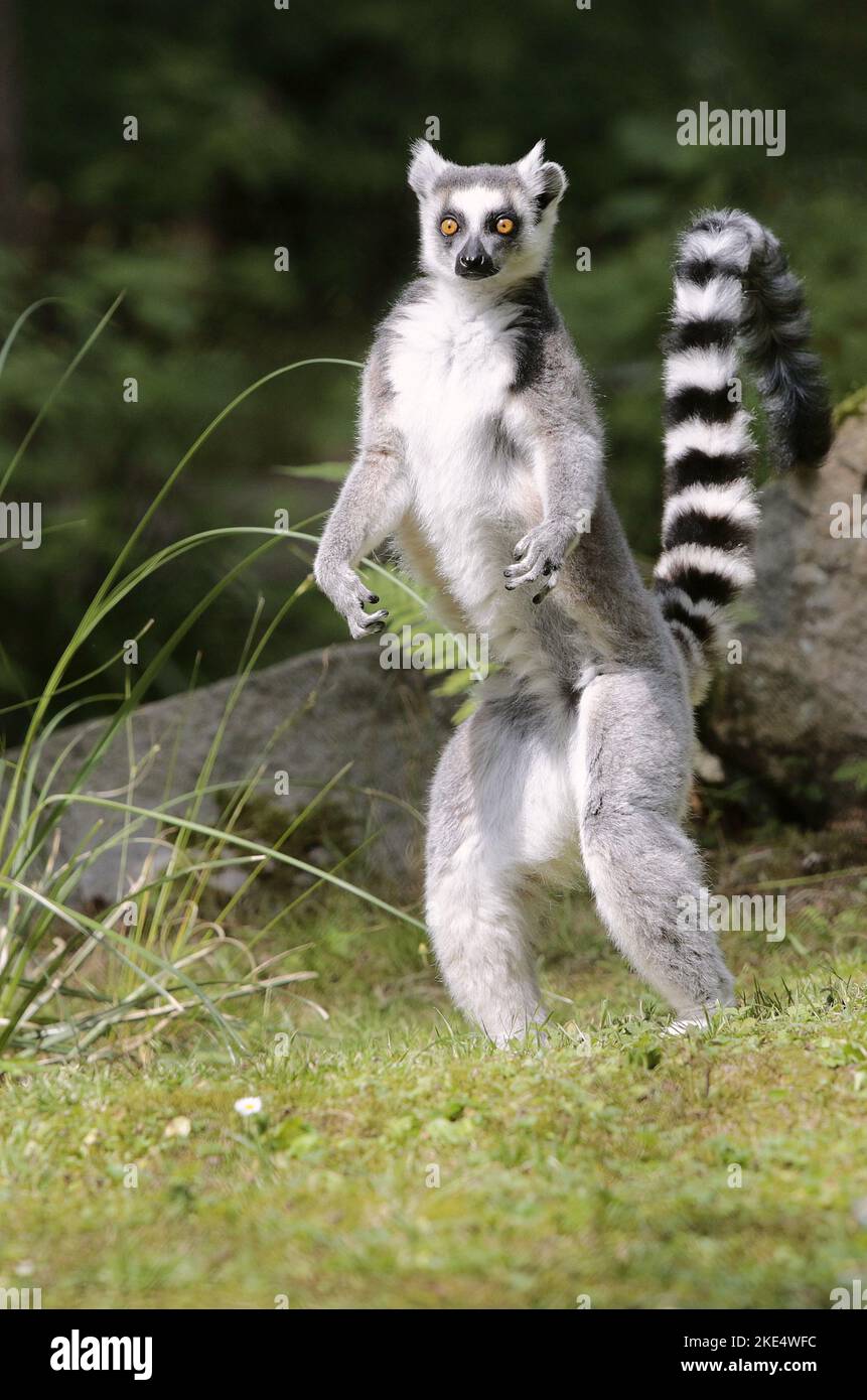 standing Ring-tailed Lemur Stock Photo - Alamy