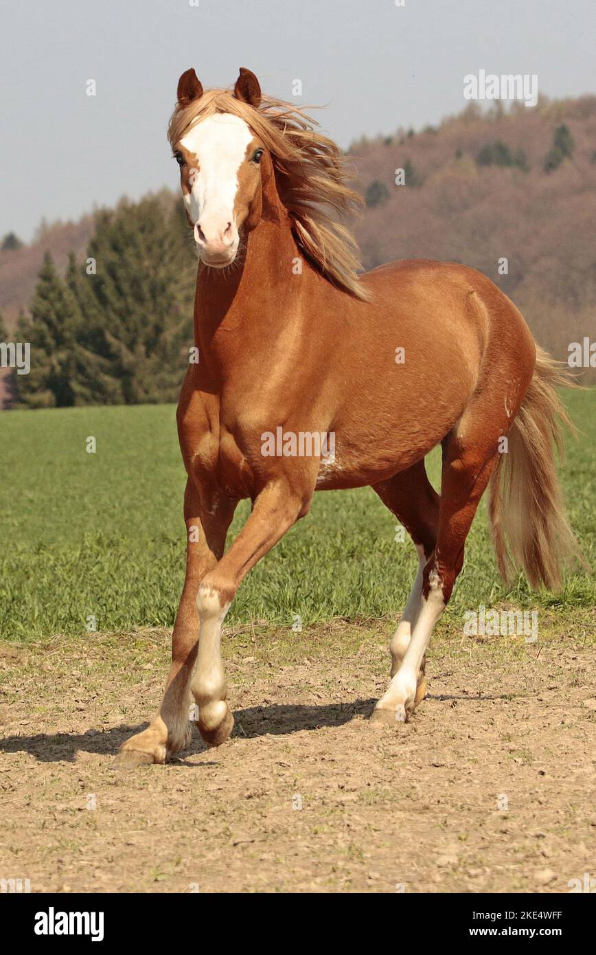 Welsh cob stallion hi-res stock photography and images - Alamy