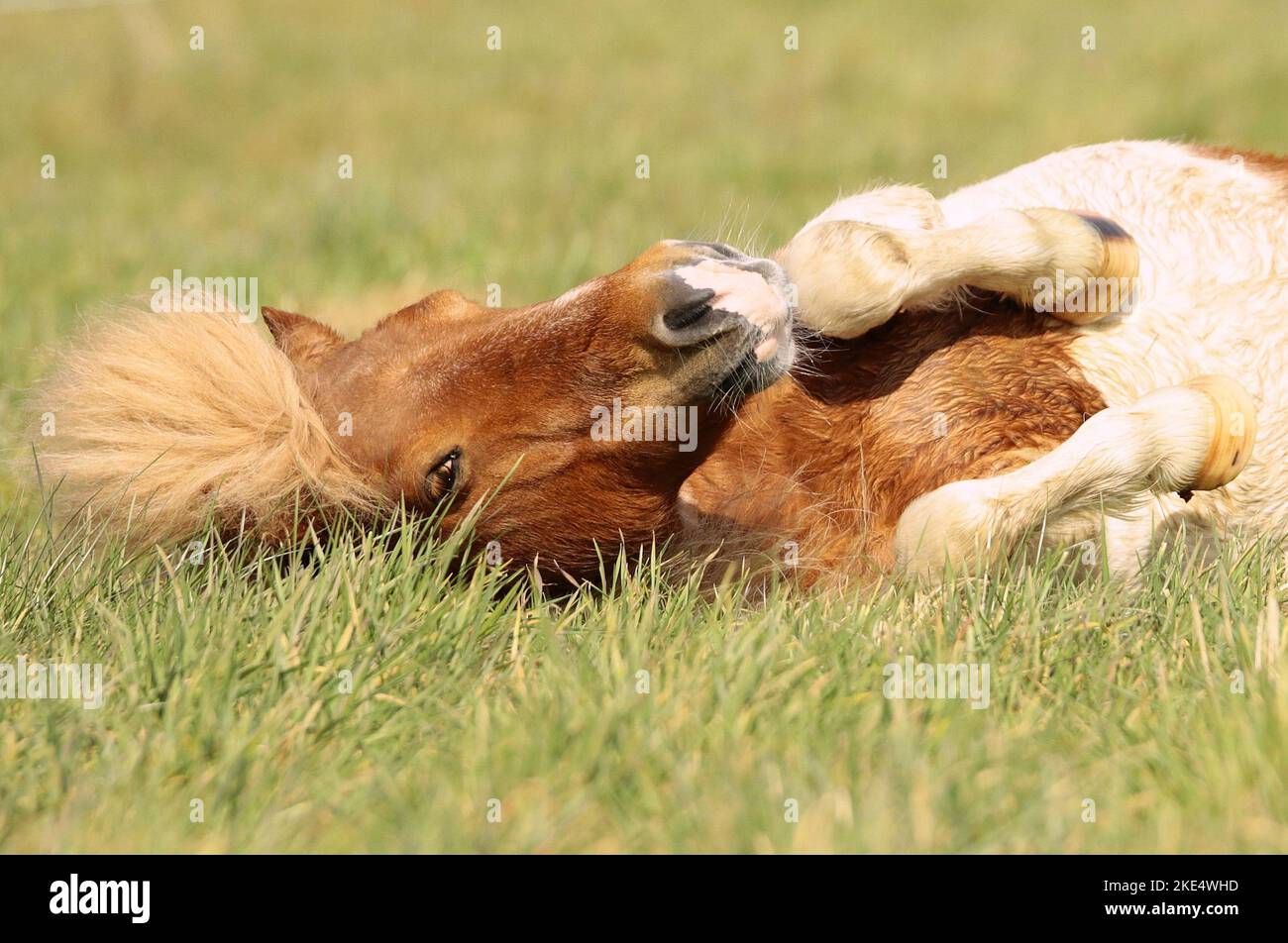 lying Mini Shetland Pony Stock Photo - Alamy