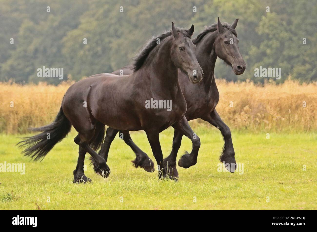 Friesians run over meadow Stock Photo - Alamy