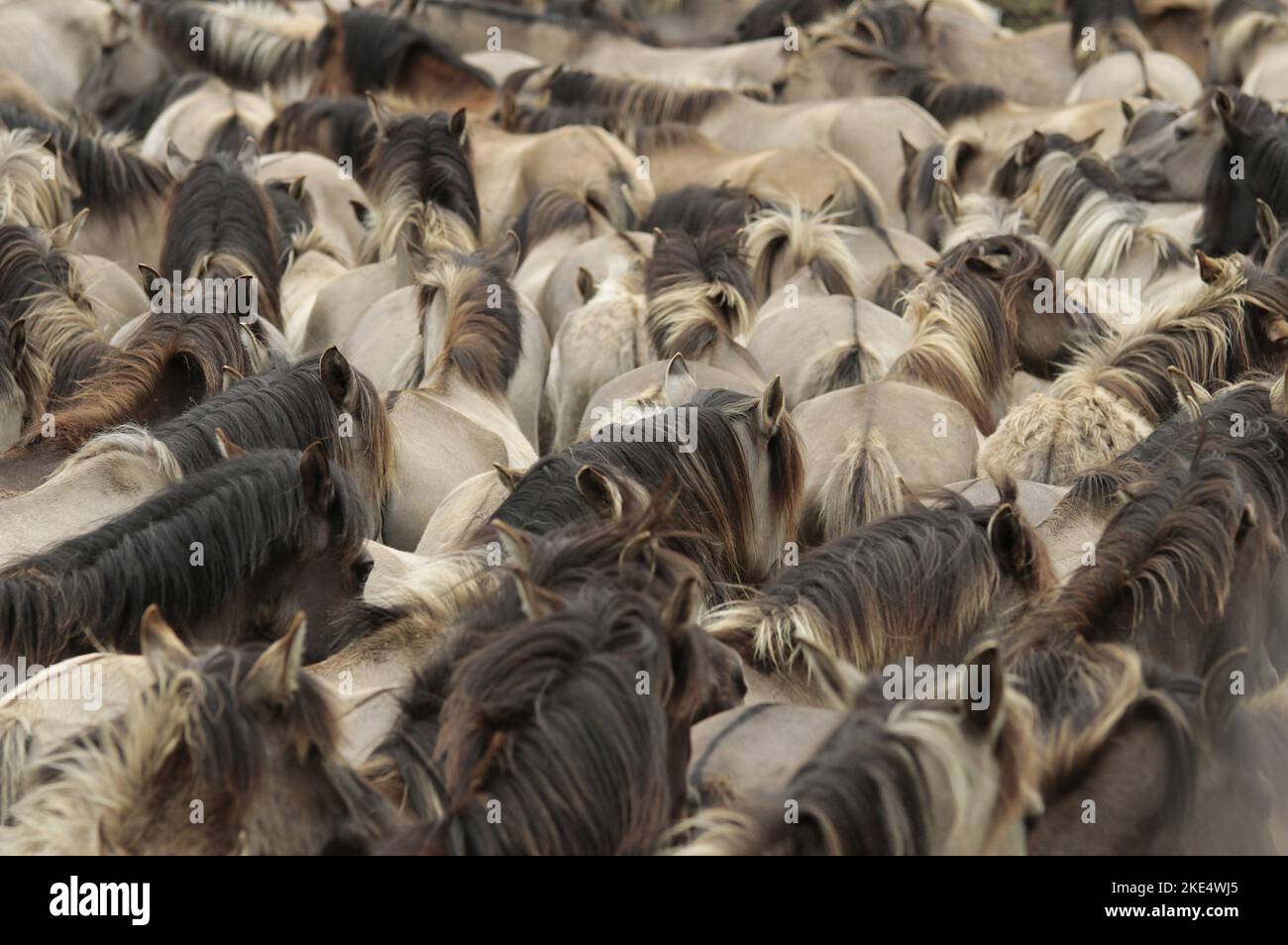 Dulmen pony hi-res stock photography and images - Alamy