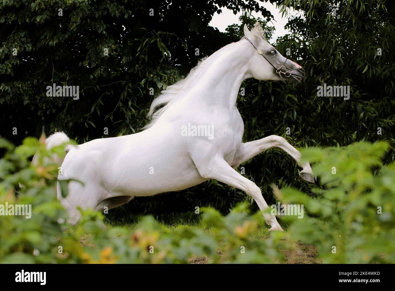 galloping arabian horse Stock Photo - Alamy