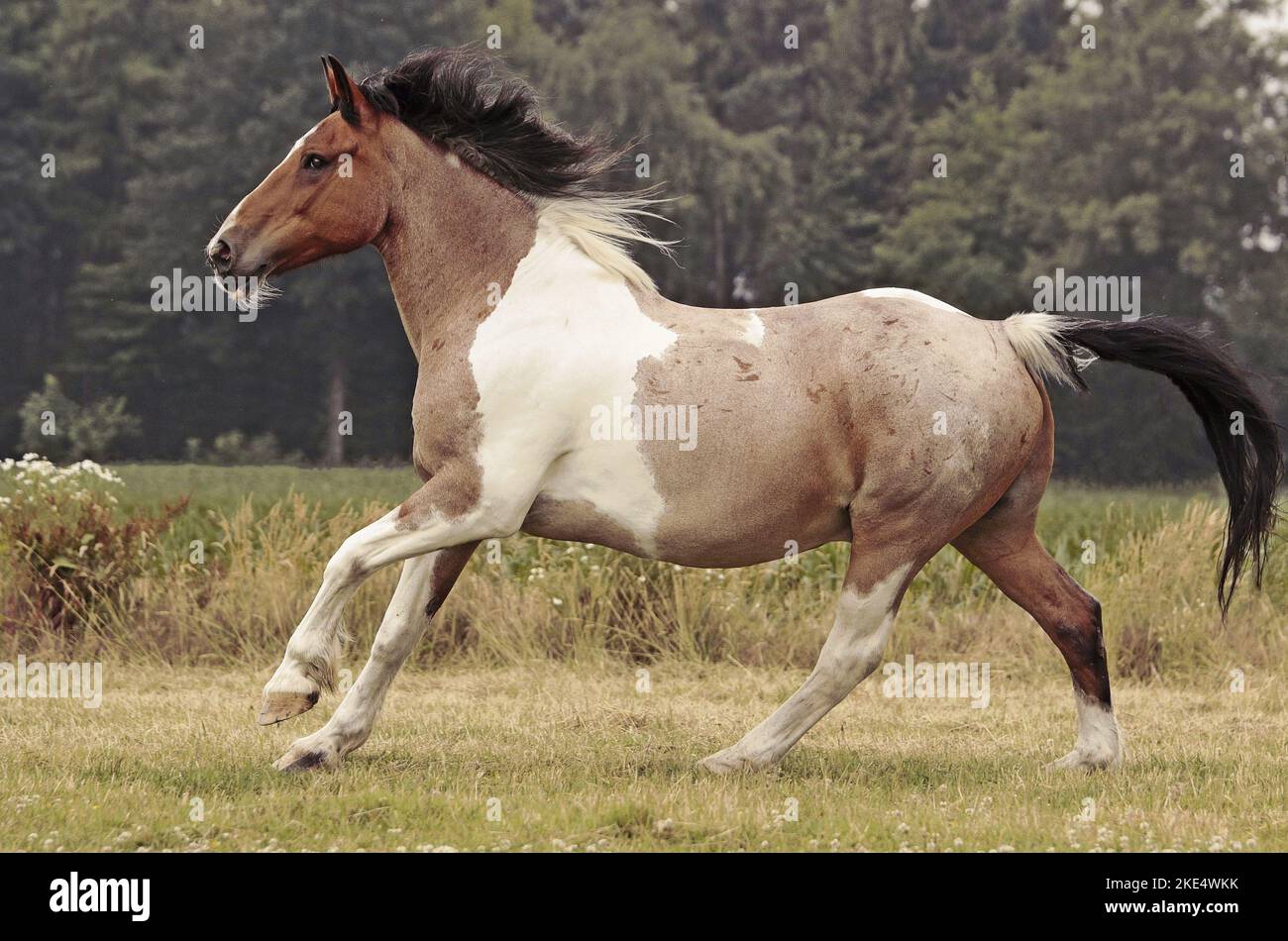 Criollo cross hi-res stock photography and images - Alamy