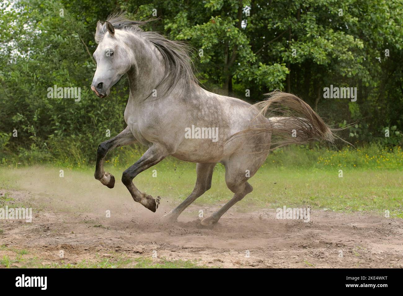 galloping arabian horse Stock Photo - Alamy