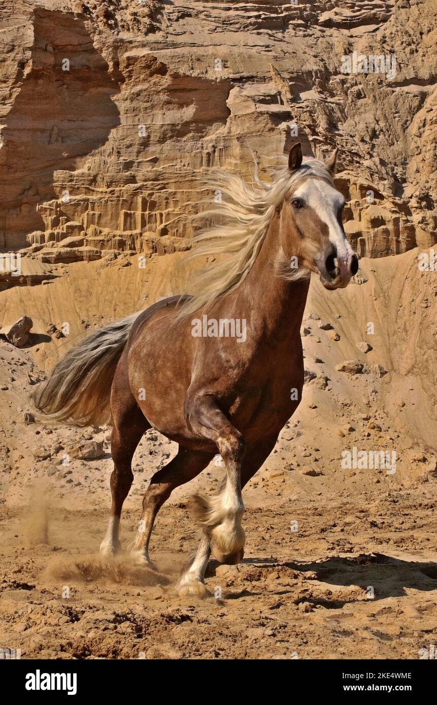 galloping Welsh Cob Stock Photo - Alamy