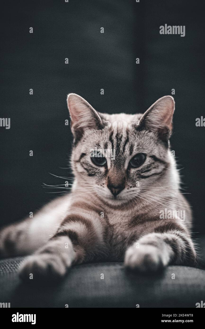 Bengal cat marbled bengal hi-res stock photography and images - Alamy
