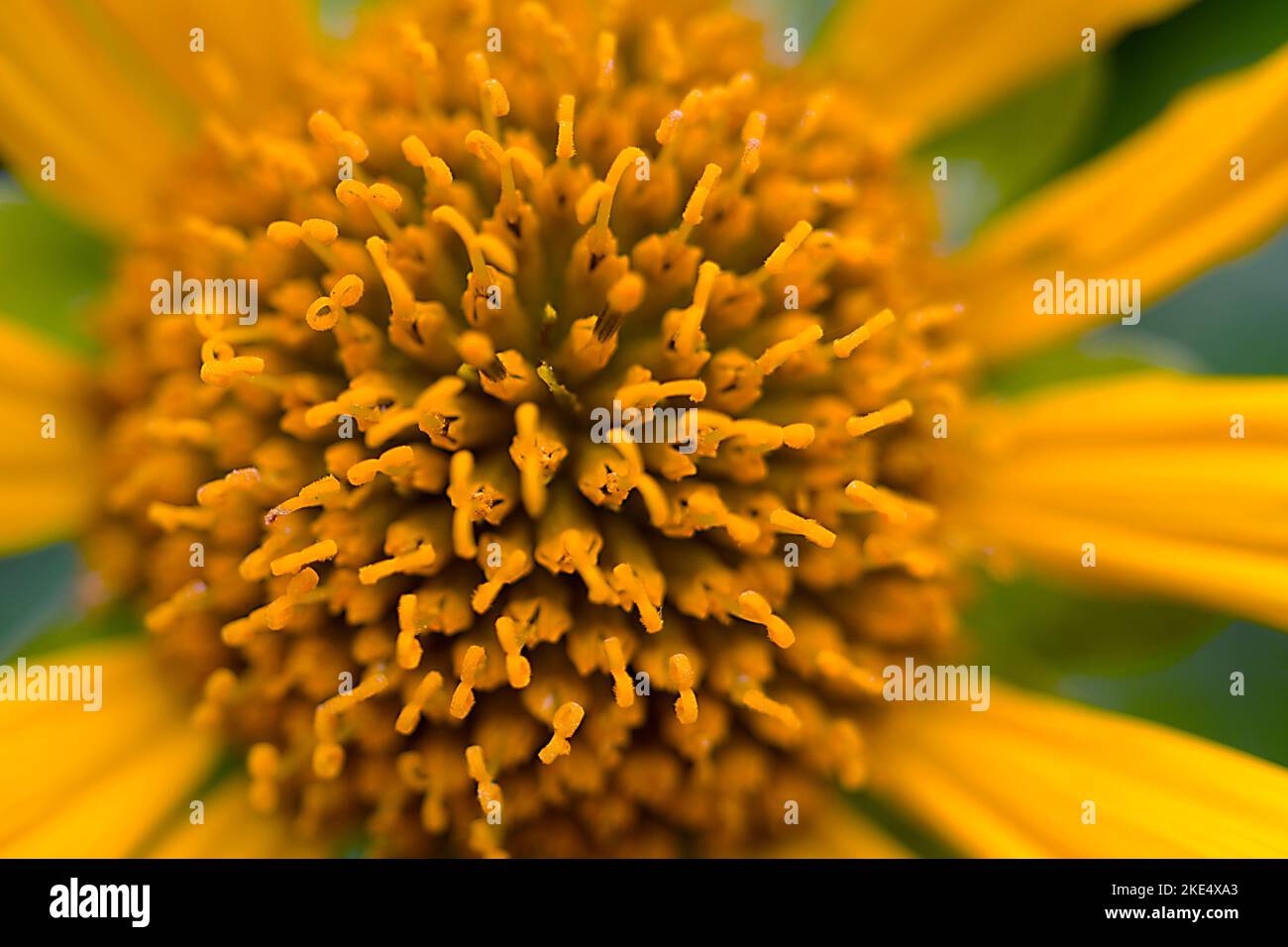 A macro shot of yellow Mexican Sunflower, Tithonia diversifolia flower ...