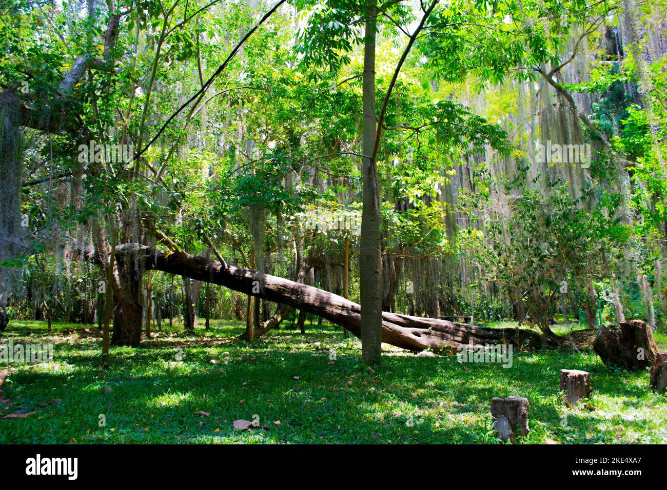 Huge tree trunks falling on grass farm in the forest with leafless ...